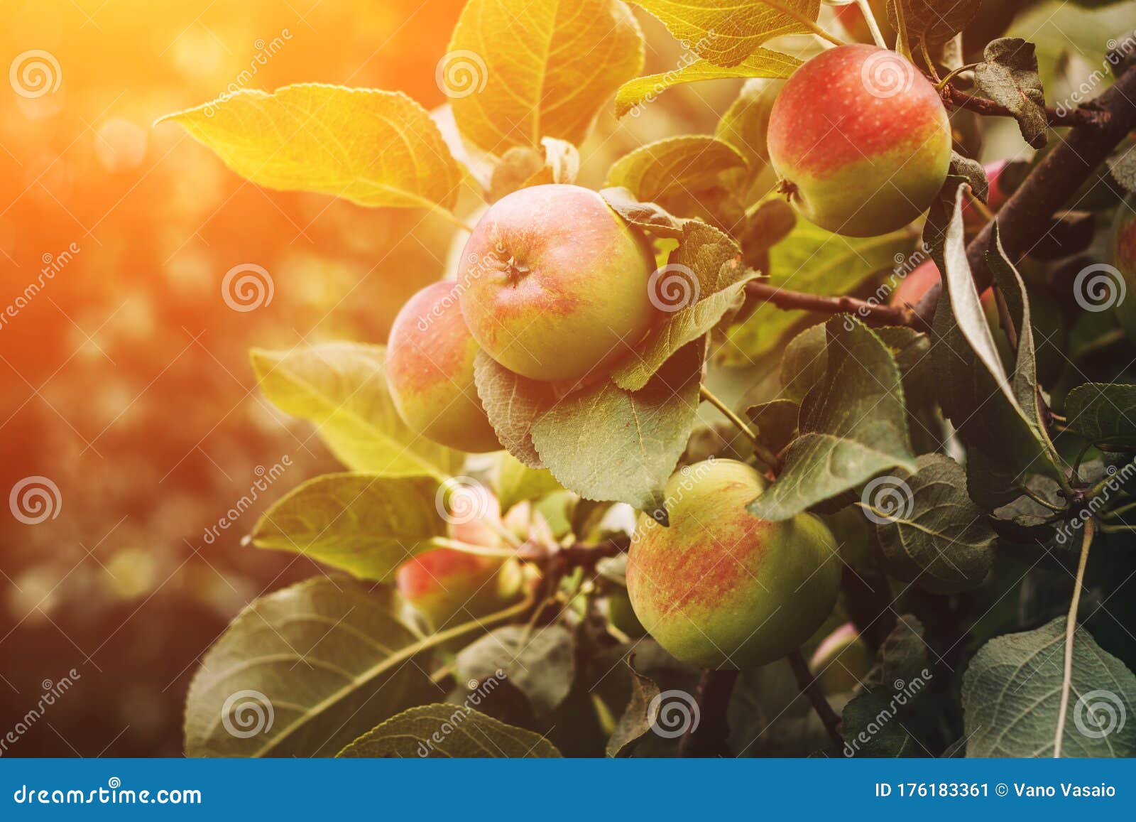 Apple garden in sun stock image. Image of nature, apples - 176183361