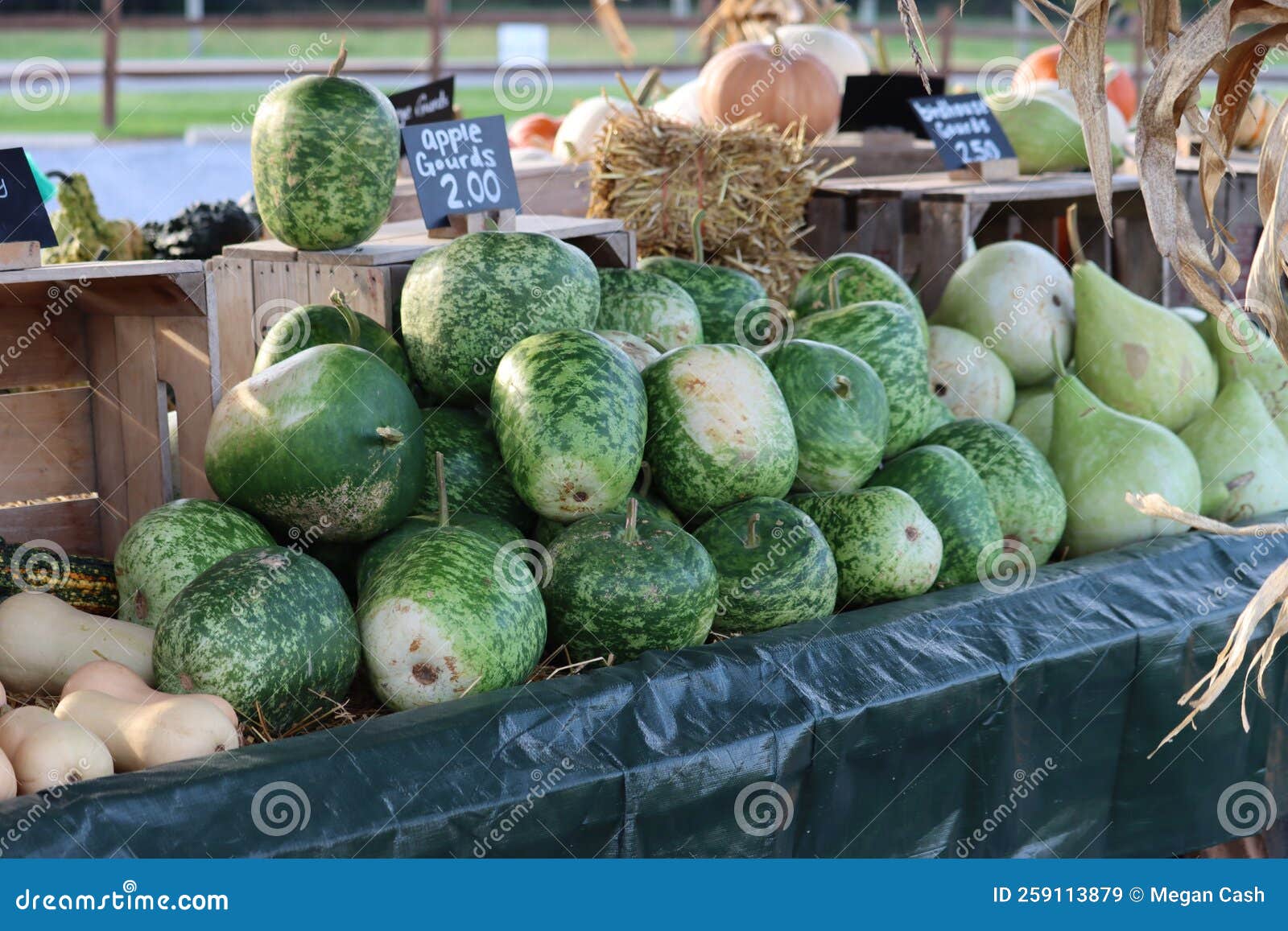 Apple gourds for sale stock image. Image of sale, apple - 259113879