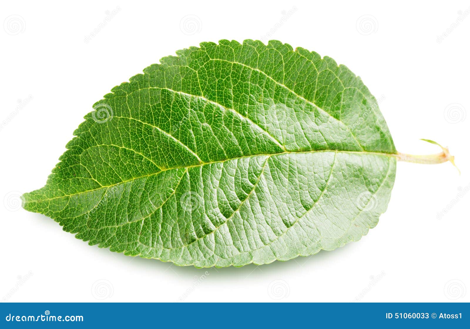 Apple stock image. Image of freshness, clipping, closeup - 51060033