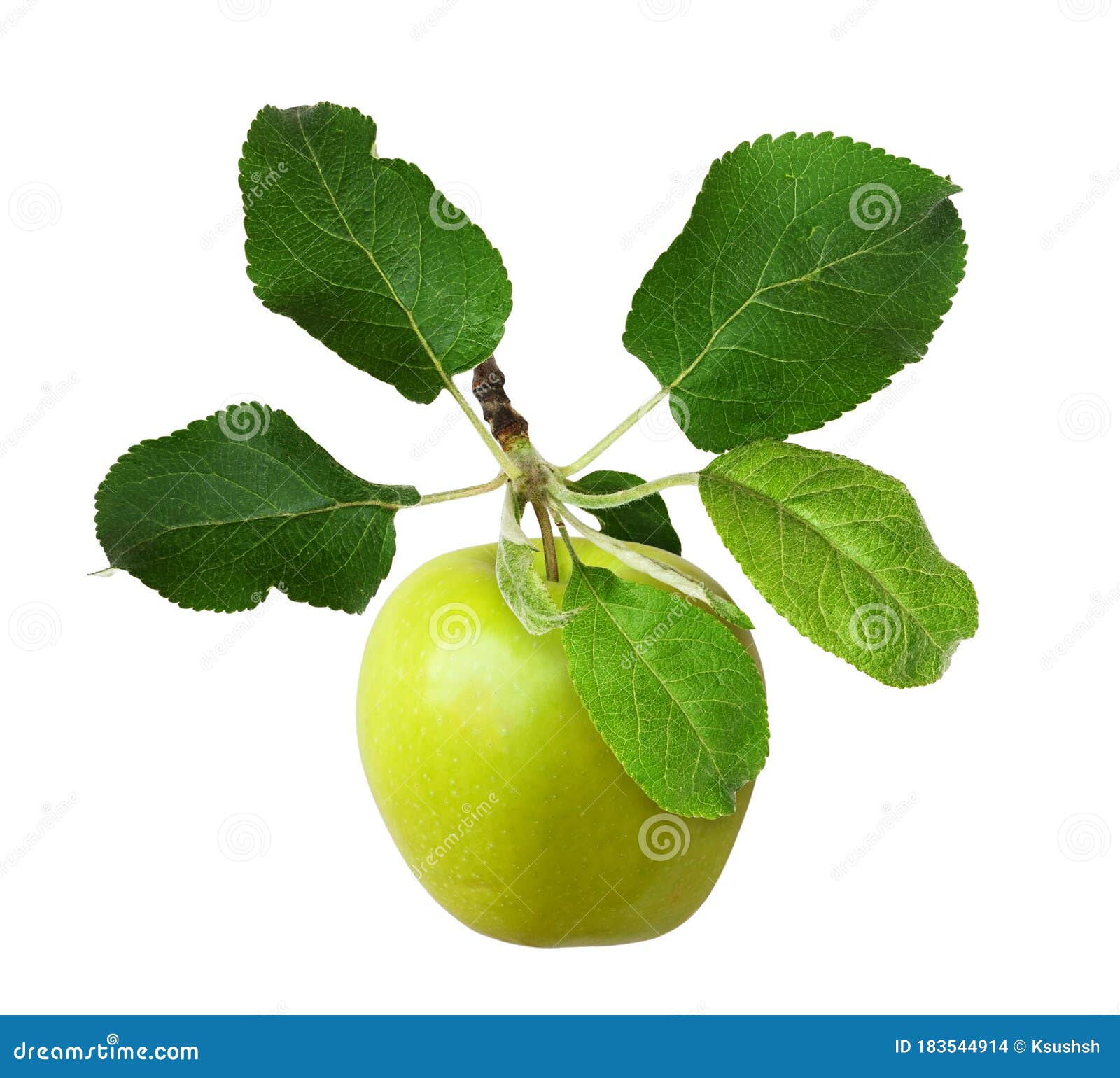 Apple with green leaves stock photo. Image of floral - 183544914