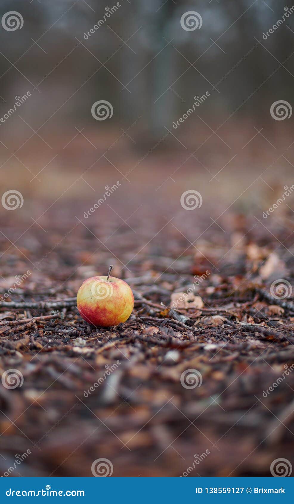 An apple on the ground stock image. Image of lonely - 138559127