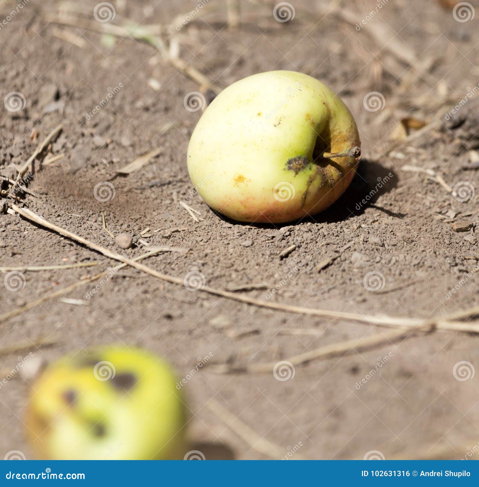 Apple on the Ground in Nature Stock Photo - Image of autumn, vitamins ...