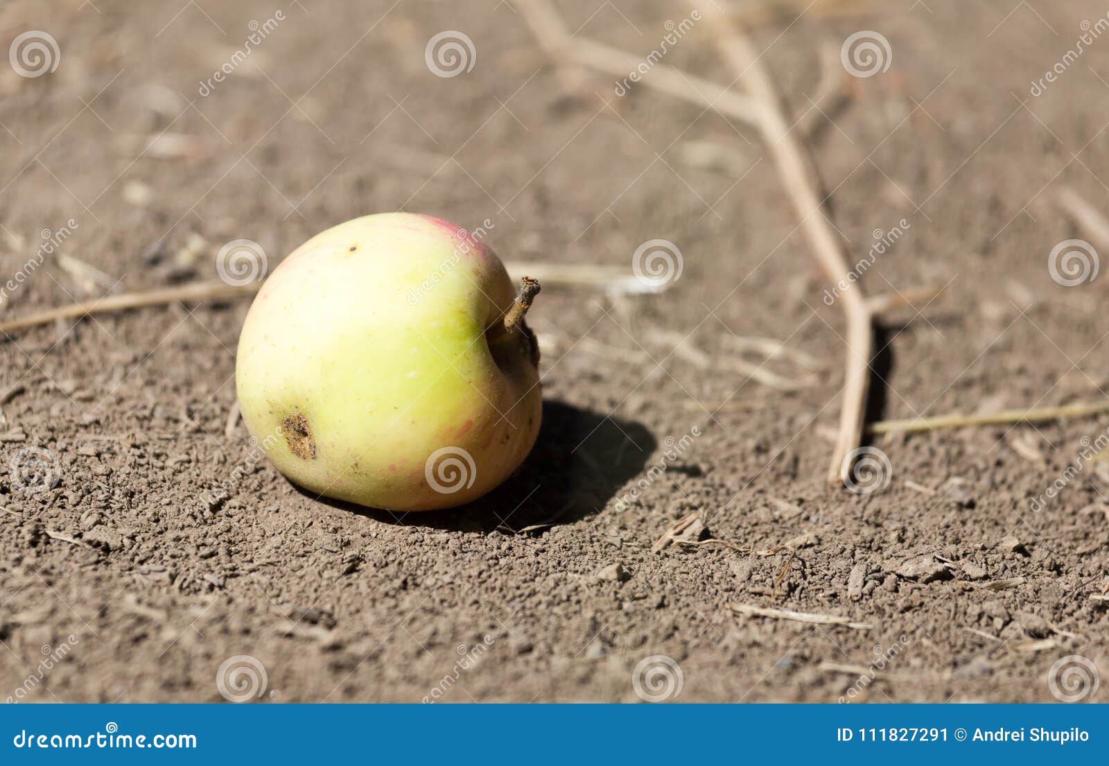 Apple on the Ground in Nature Stock Image - Image of beautiful, sweet ...