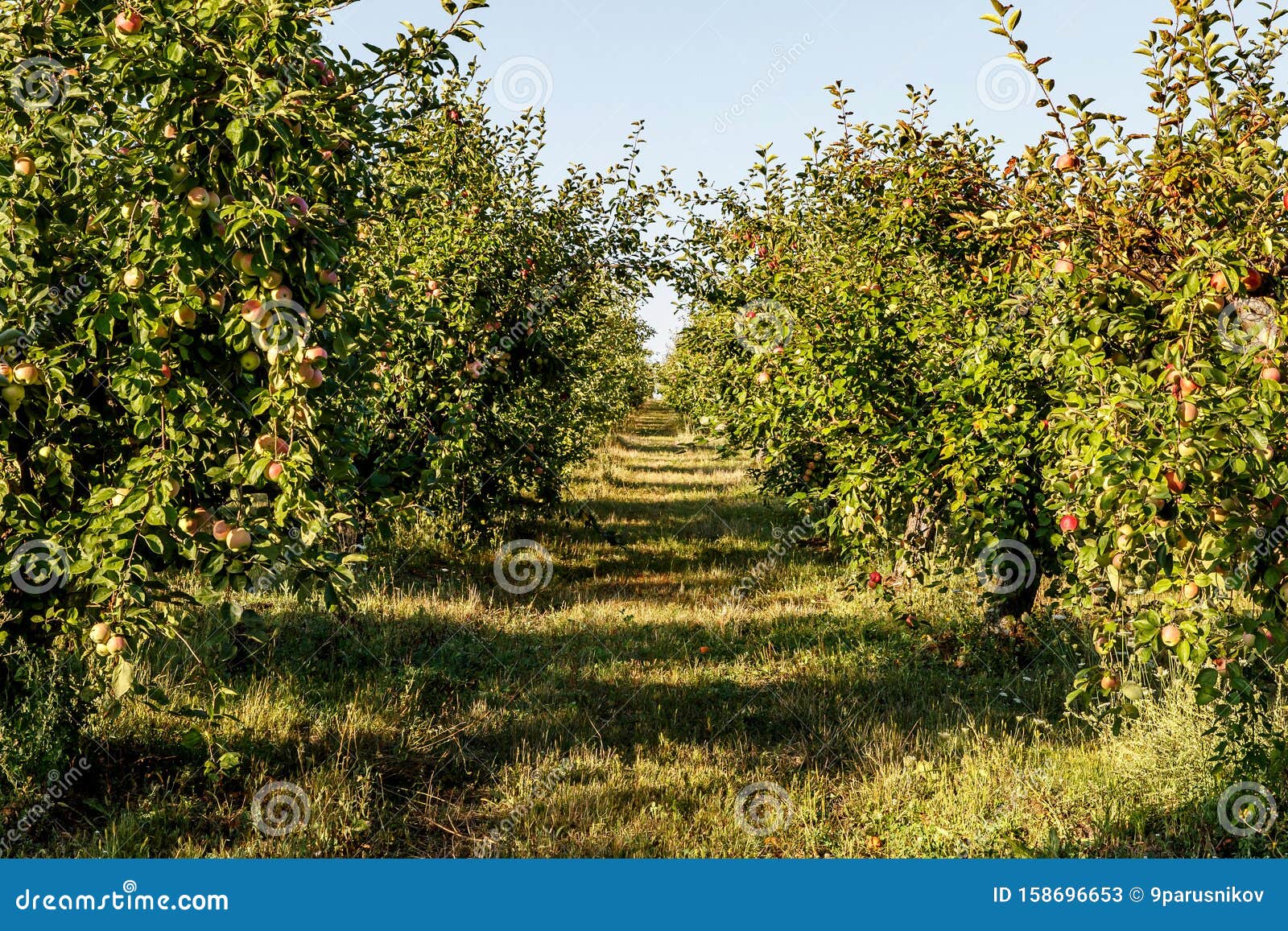 Apple Grove. a Row of Trees with Apples on the Branches Stock Image ...