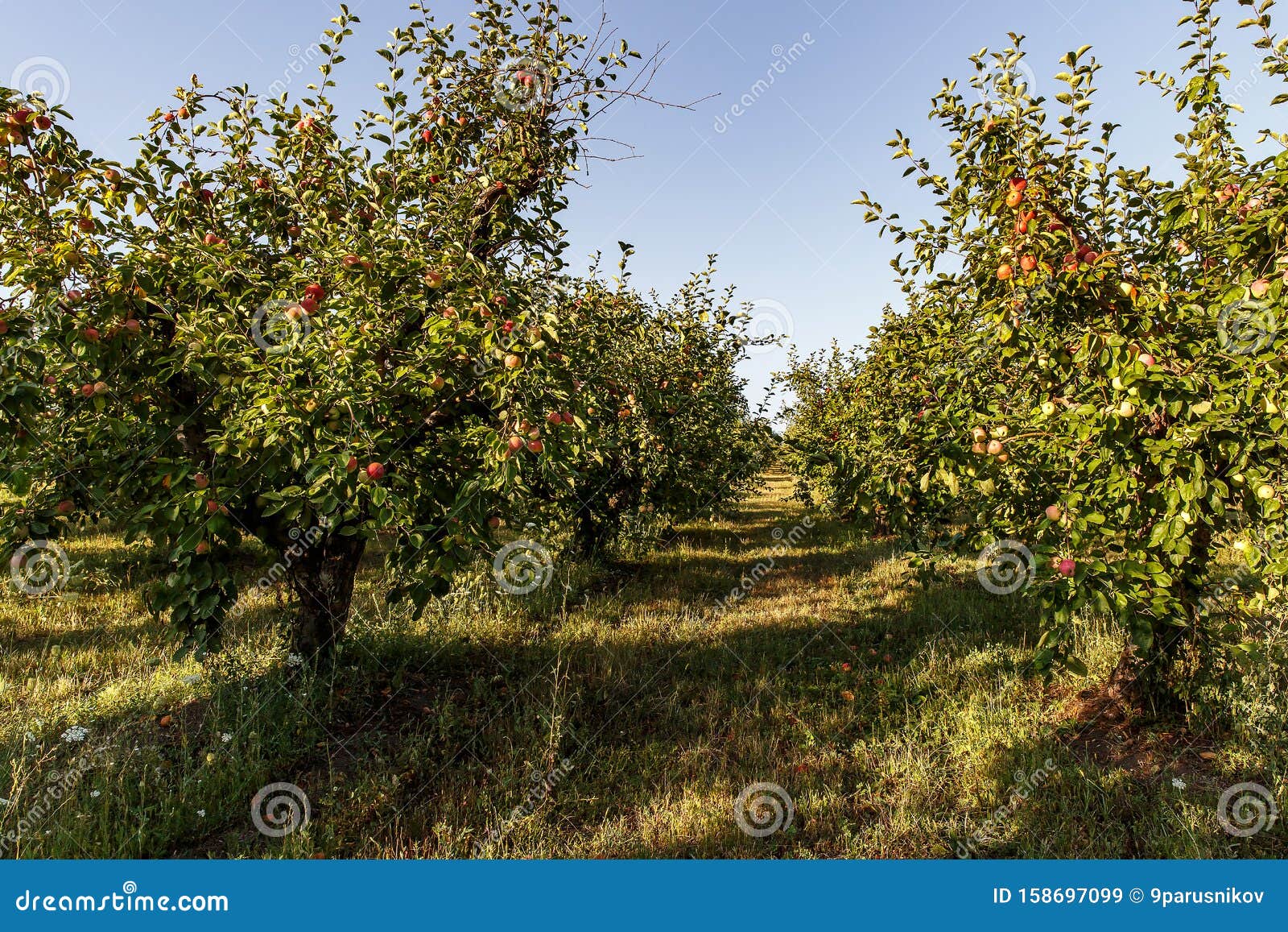 Apple Grove. a Row of Trees with Apples on the Branches Stock Image ...