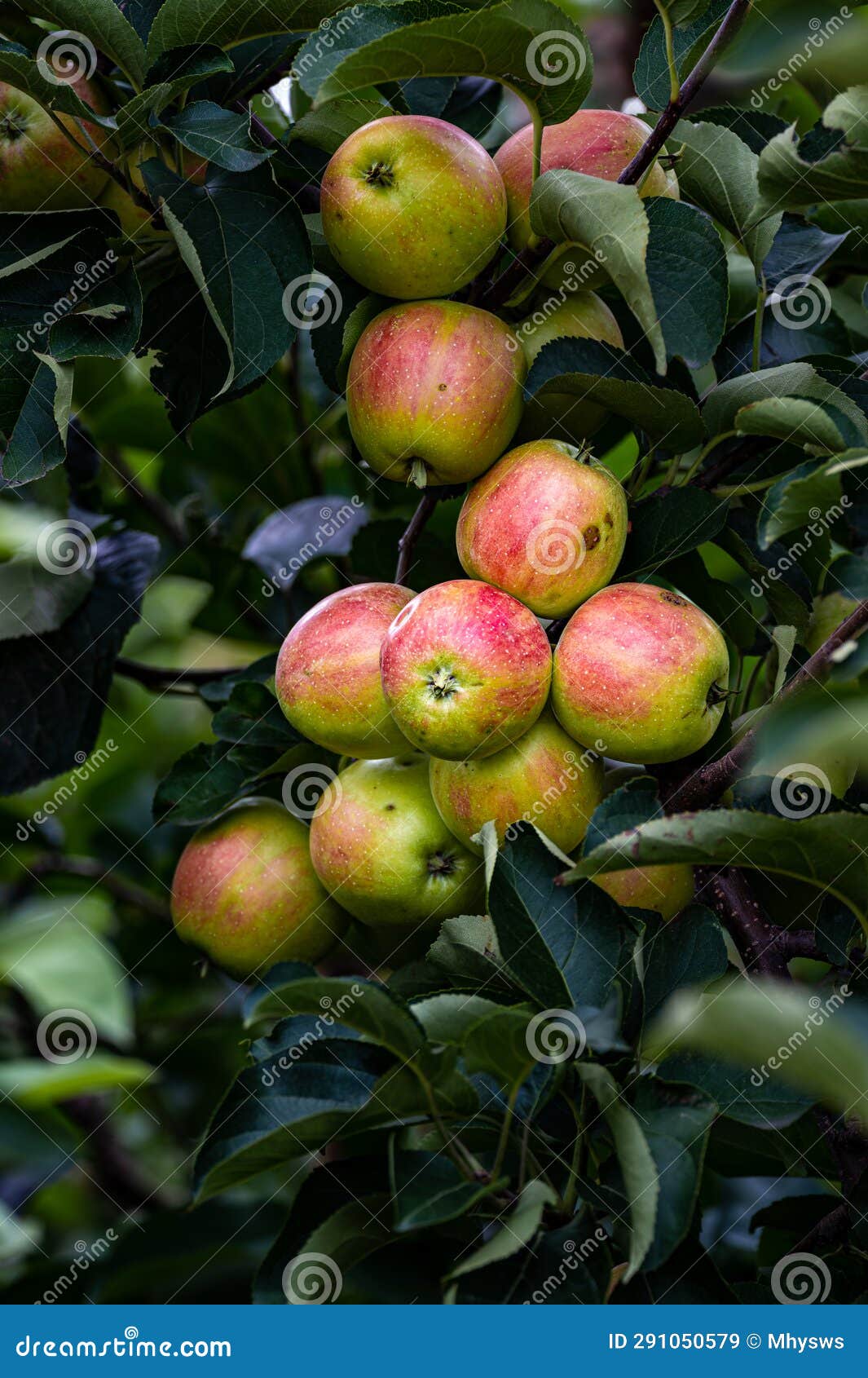 Apple growing on branch stock image. Image of plant - 291050579