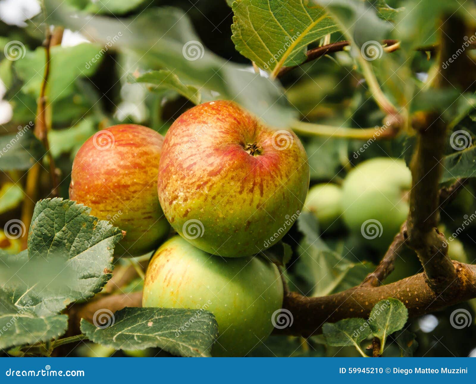 Apple growing stock photo. Image of growing, reach, tree - 59945210