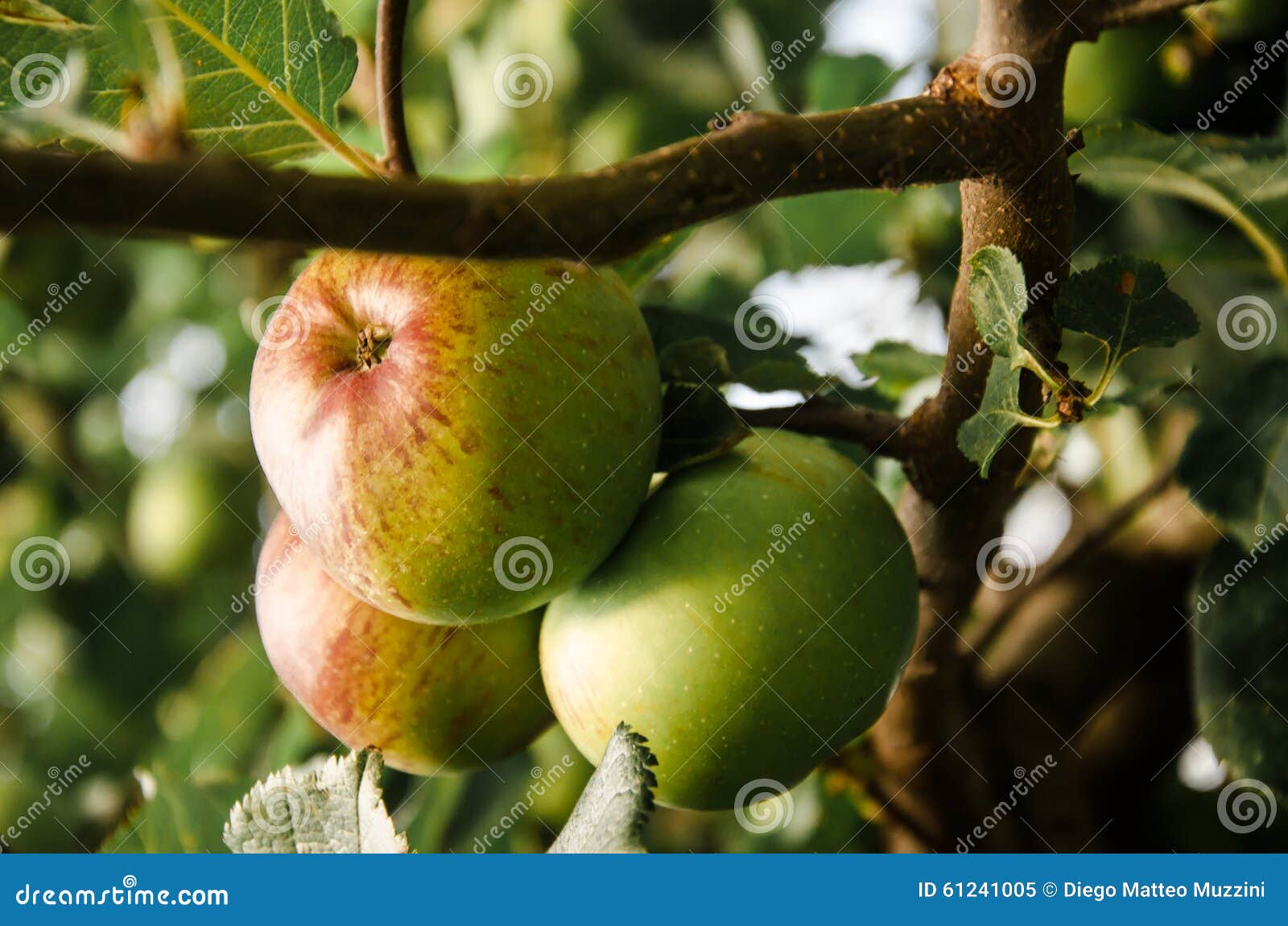 Apple growing stock image. Image of three, environment - 61241005