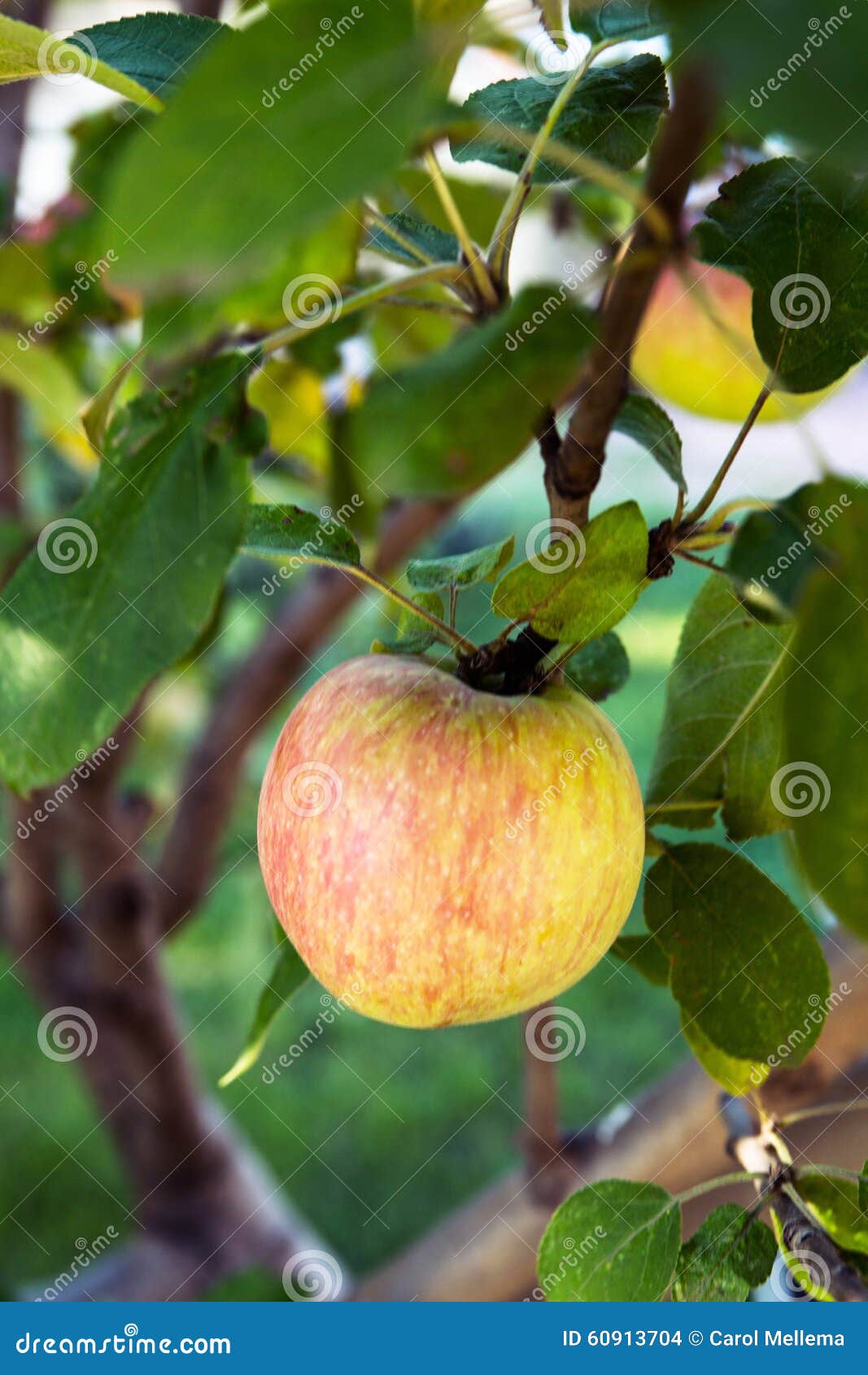 Apple Growing on Tree stock photo. Image of summer, orchard - 60913704