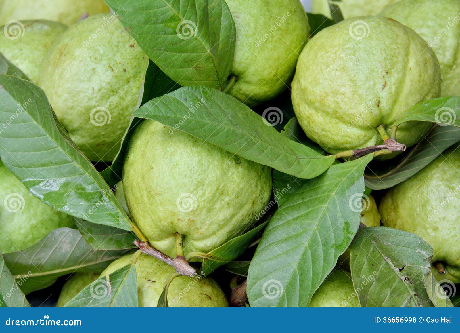 Apple-guavefruit stock foto. Image of groep, landbouw - 36656998