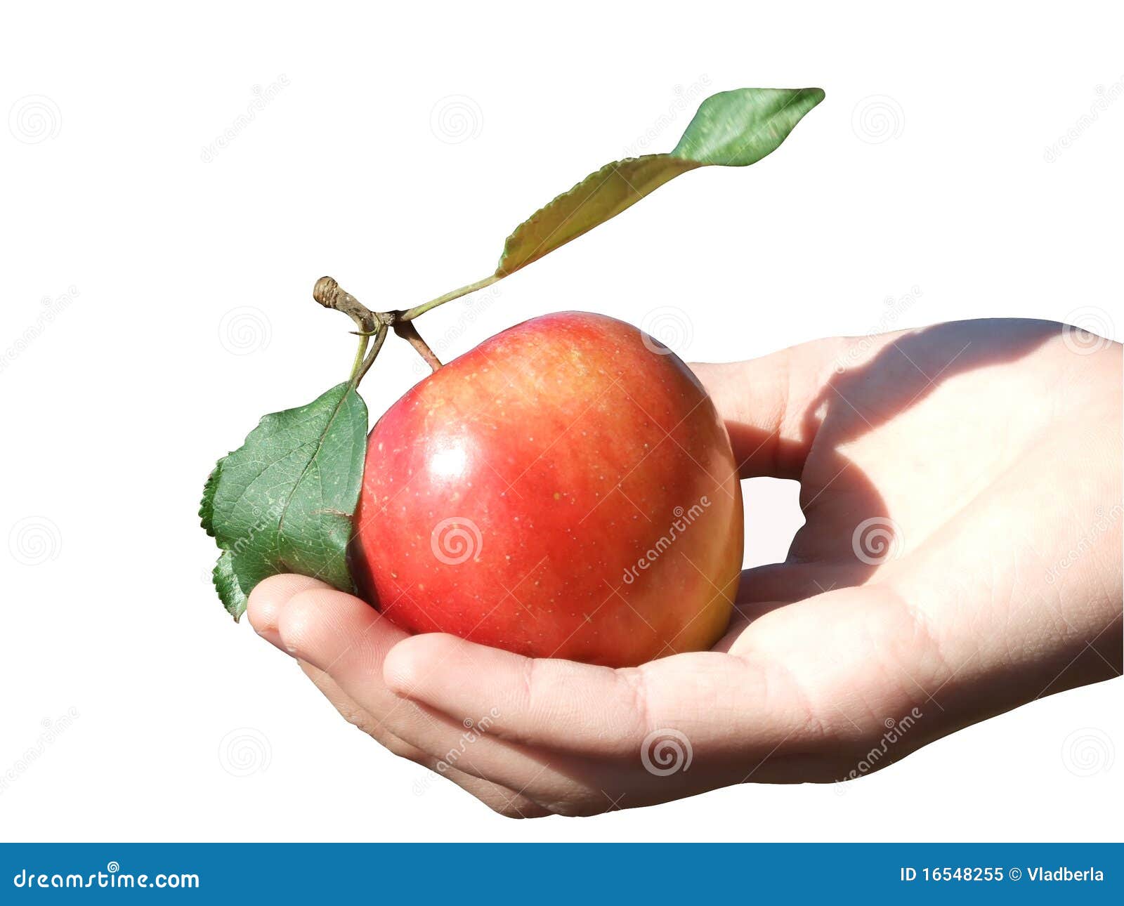 Apple in hand stock image. Image of people, gastronomy - 16548255