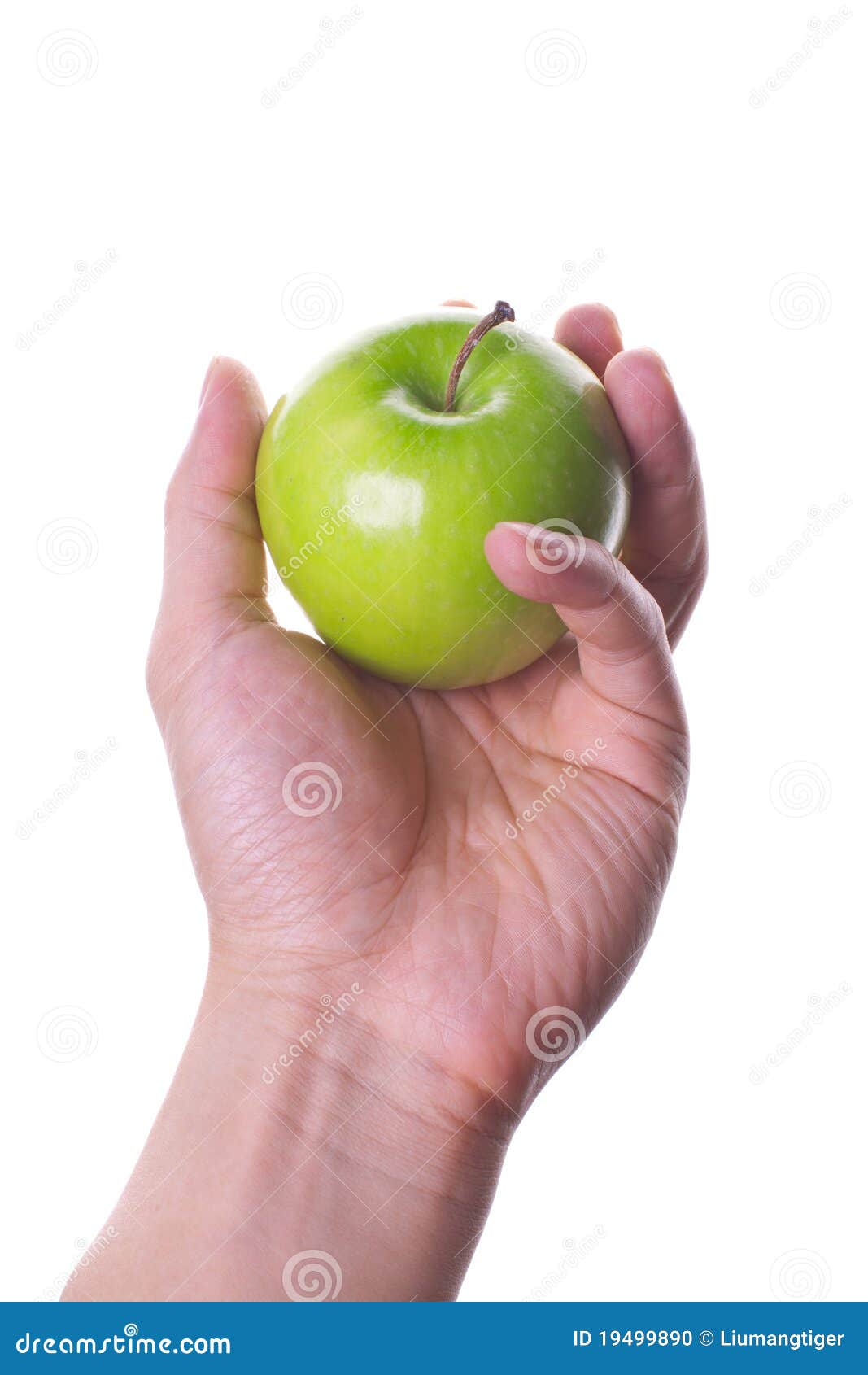 Apple in hand stock photo. Image of finger, healthy, regulate - 19499890