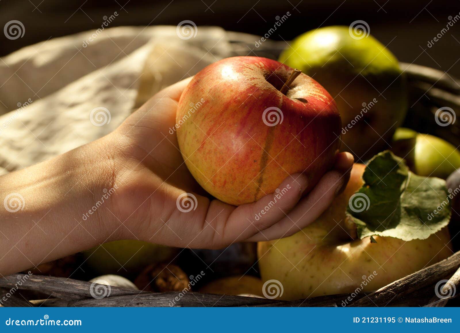 Apple in hand stock image. Image of hand, freshness, closeup - 21231195