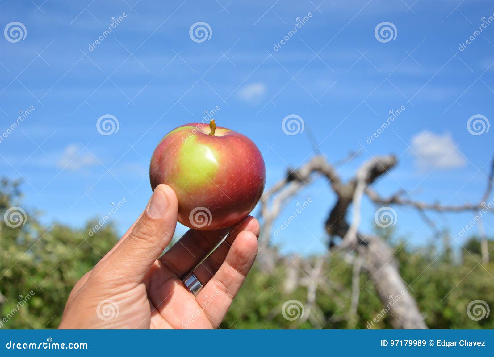 Apple in hand stock image. Image of tree, hand, held - 97179989
