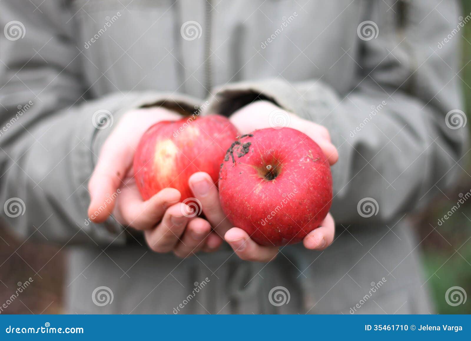 Apple in hands stock photo. Image of fresh, giving, healthy - 35461710