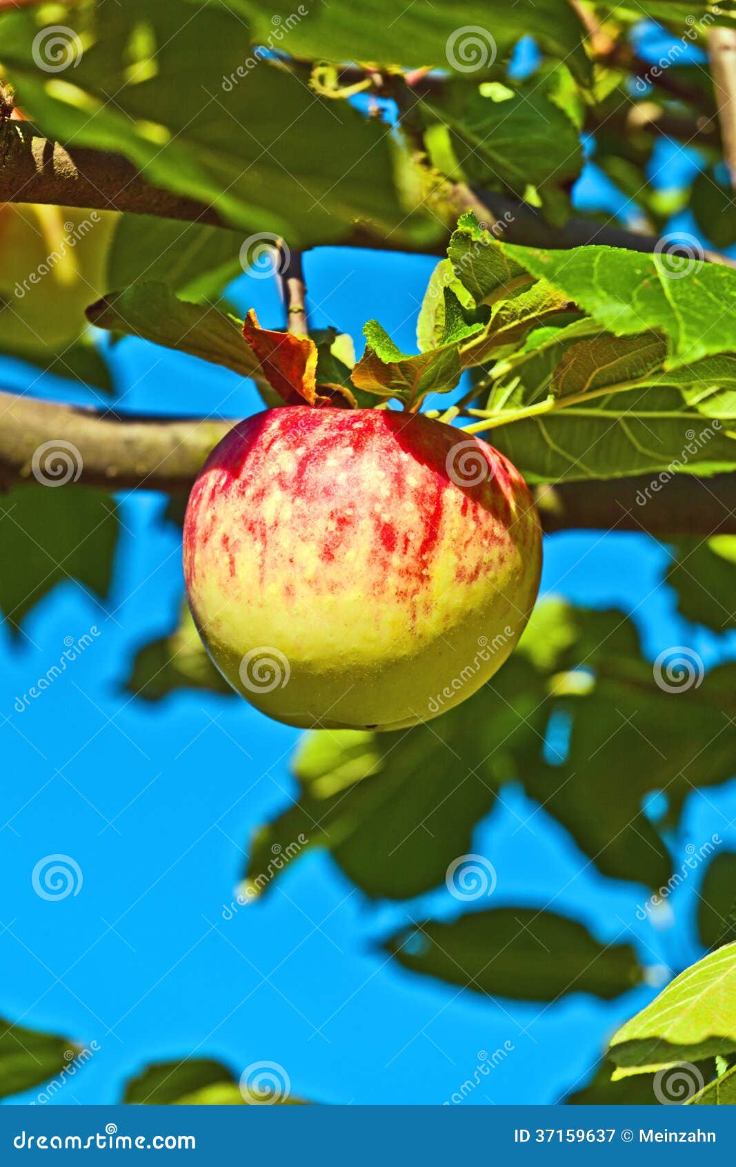 Apple Hanging on the Apple Tree Stock Image - Image of harvest ...