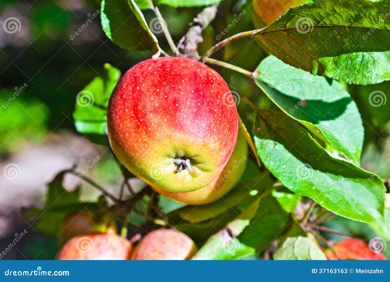Apple Hanging on an Apple Tree Stock Image - Image of freshness, apple ...