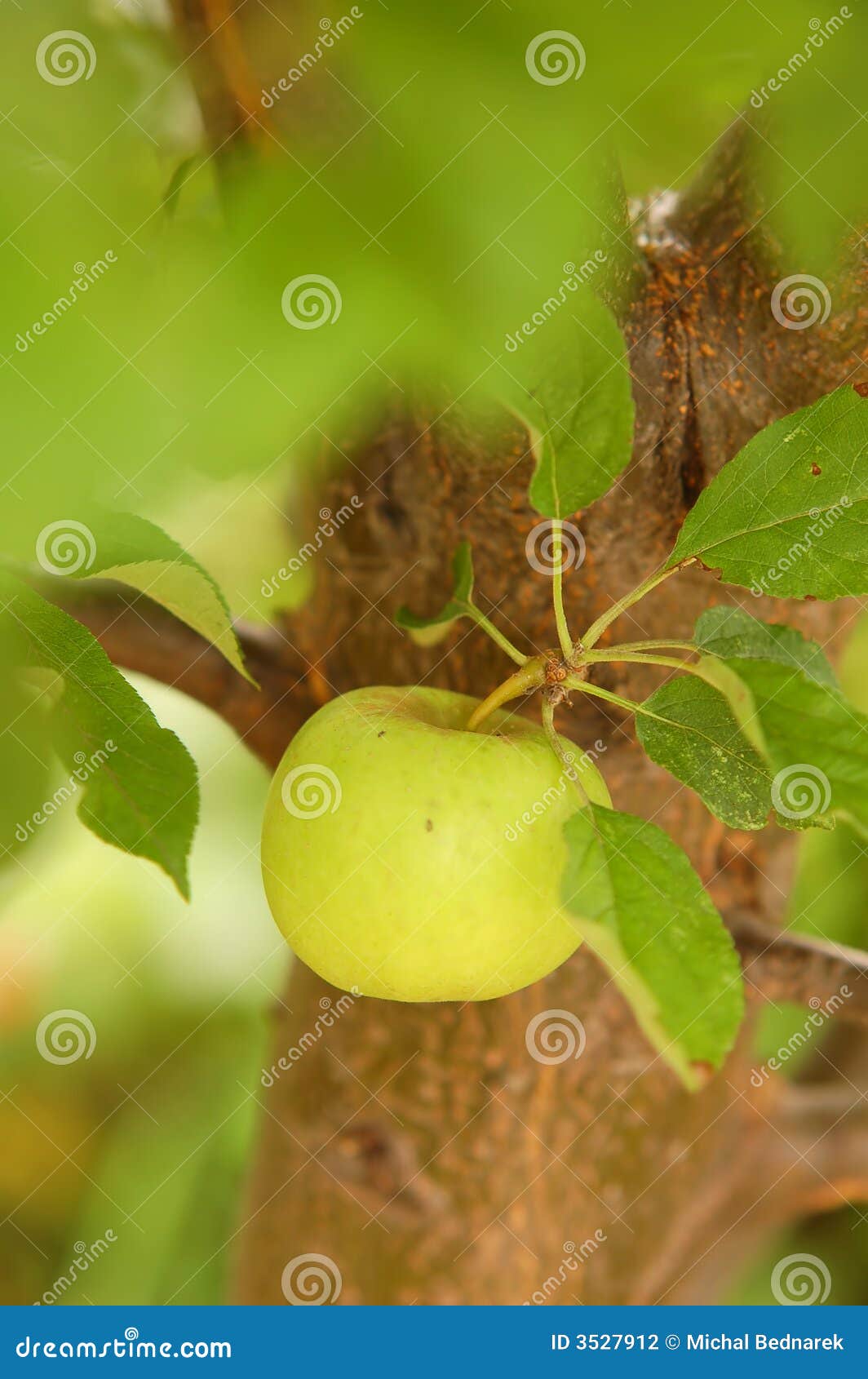 Apple hanging from a tree stock photo. Image of green - 3527912