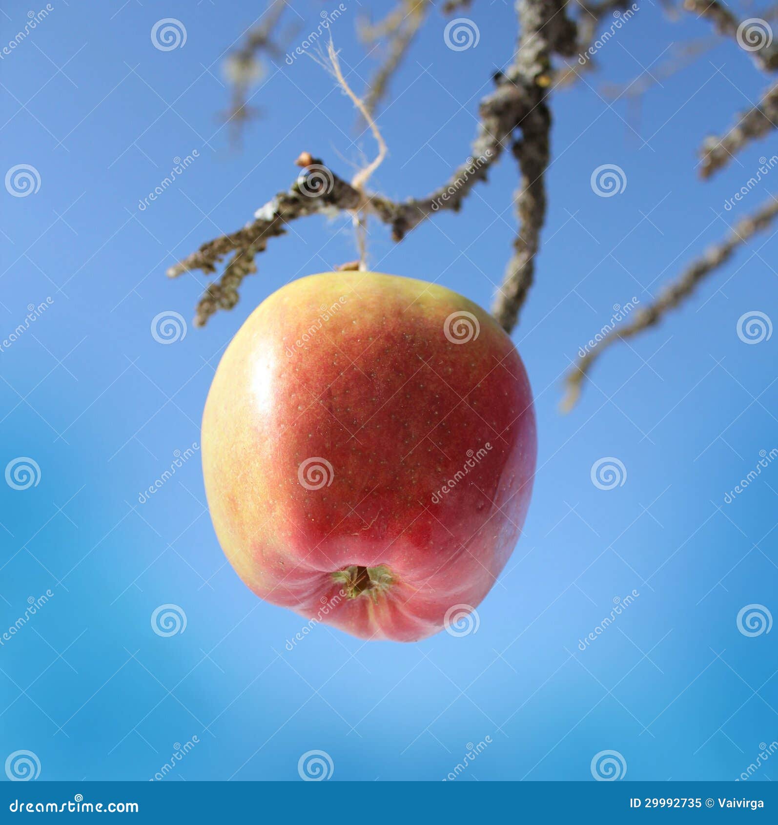 Apple Hanging on a Tree Branch Stock Image - Image of organic, clear ...