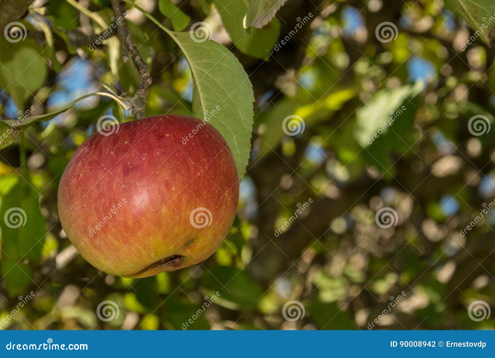 Apple hanging on the tree. stock photo. Image of white - 90008942