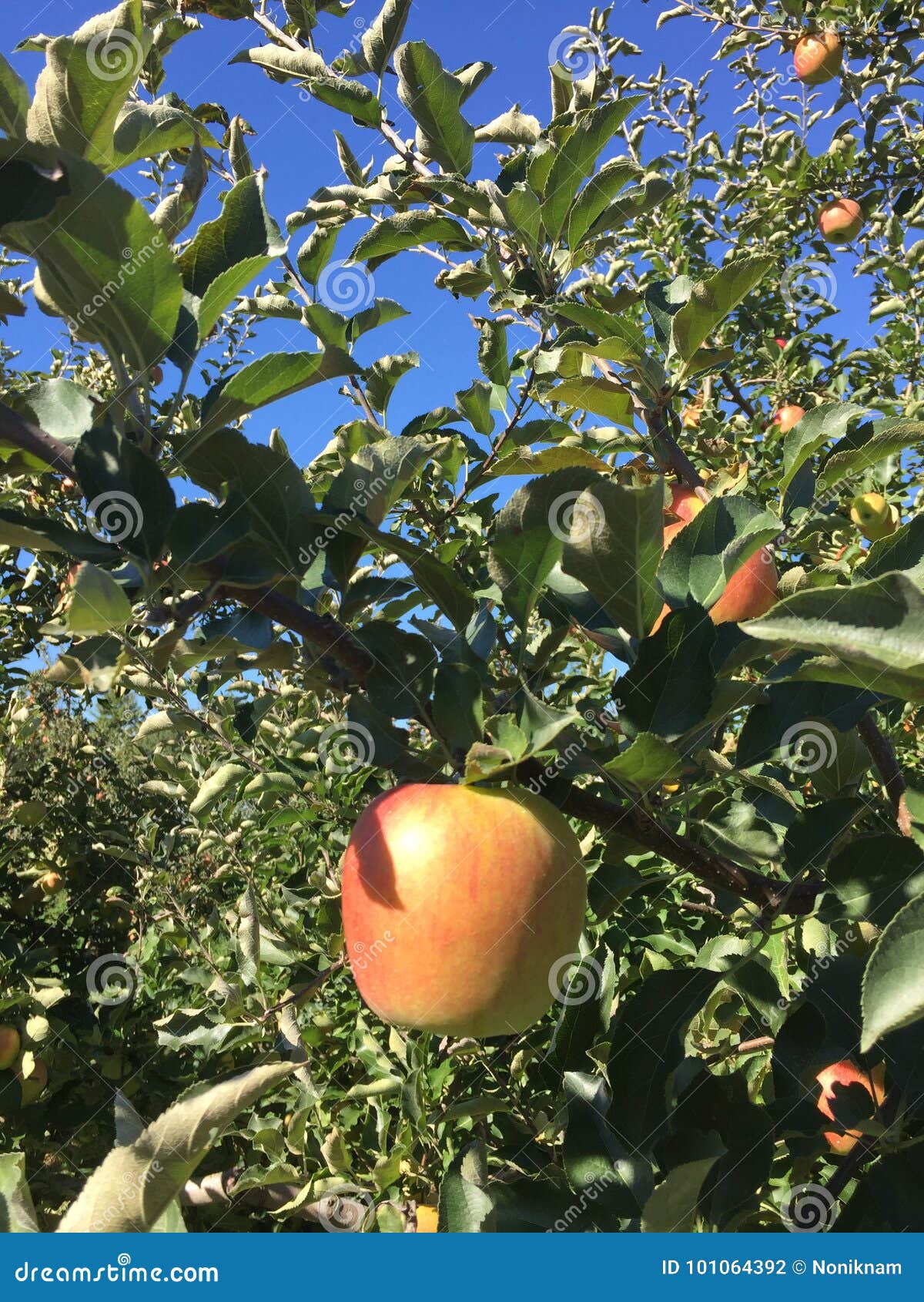 Hanging Apple stock photo. Image of apple, ready, pick - 101064392