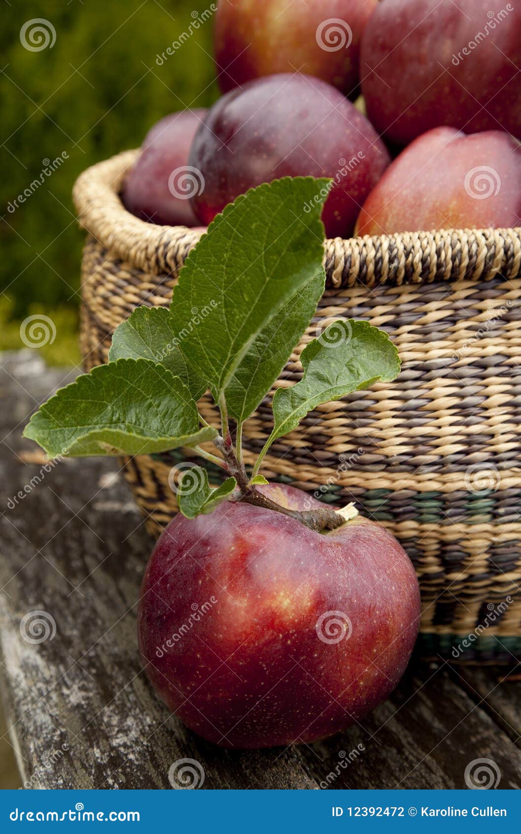 Apple Harvest stock photo. Image of fruit, delicious - 12392472