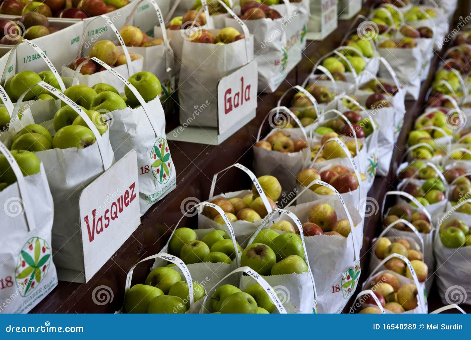 Apple Harvest editorial stock image. Image of harvest - 16540289