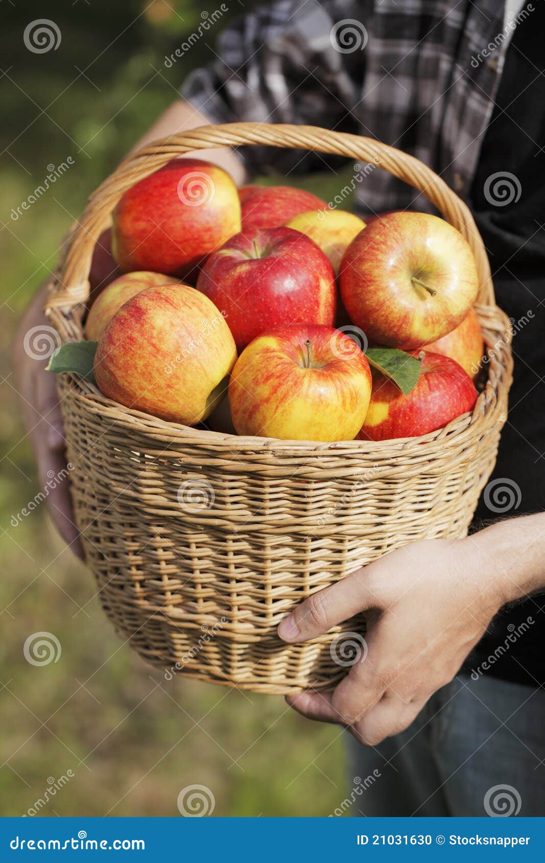 Apple Harvest stock photo. Image of autumn, gardening - 21031630