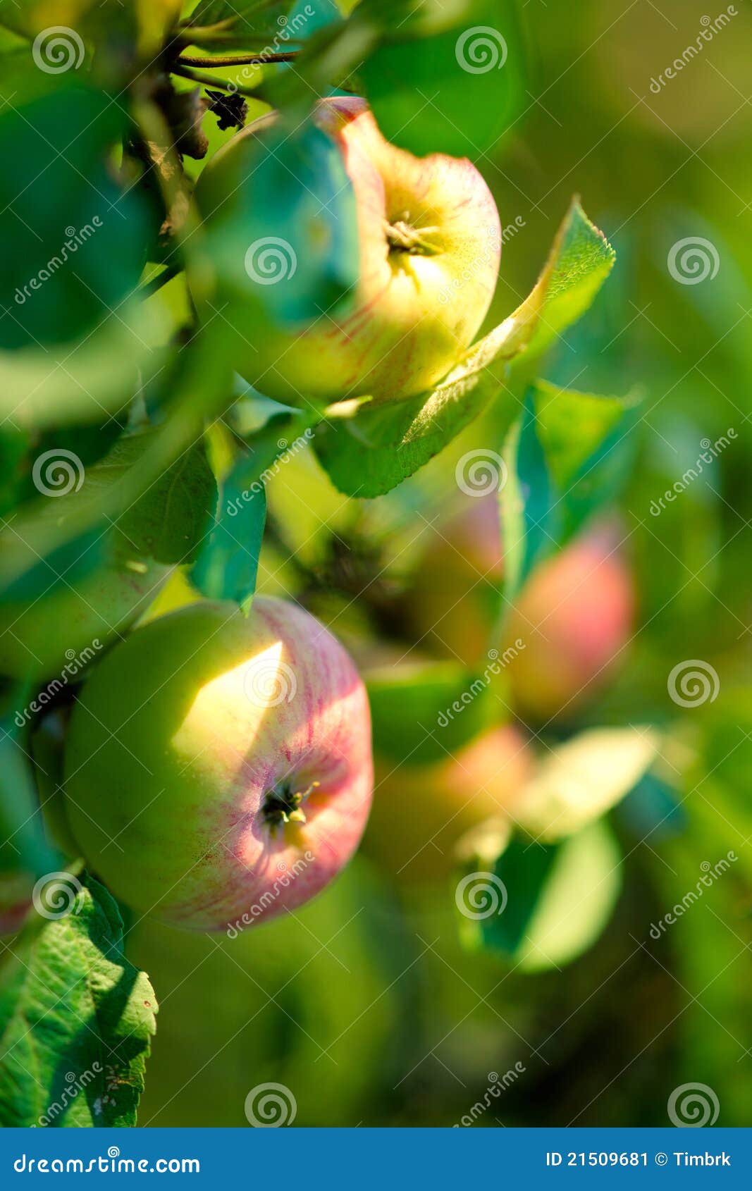 Apple harvest stock image. Image of harvesting, agriculture - 21509681