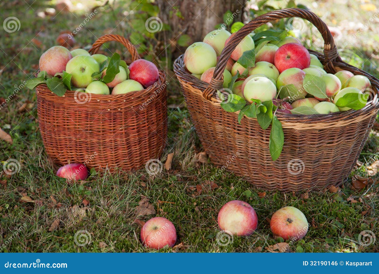 Apple harvest with baskets stock photo. Image of freshness - 32190146