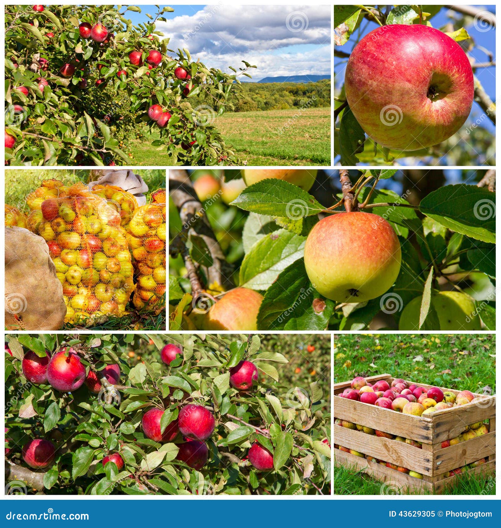Apple harvest collage stock image. Image of apples, collage - 43629305