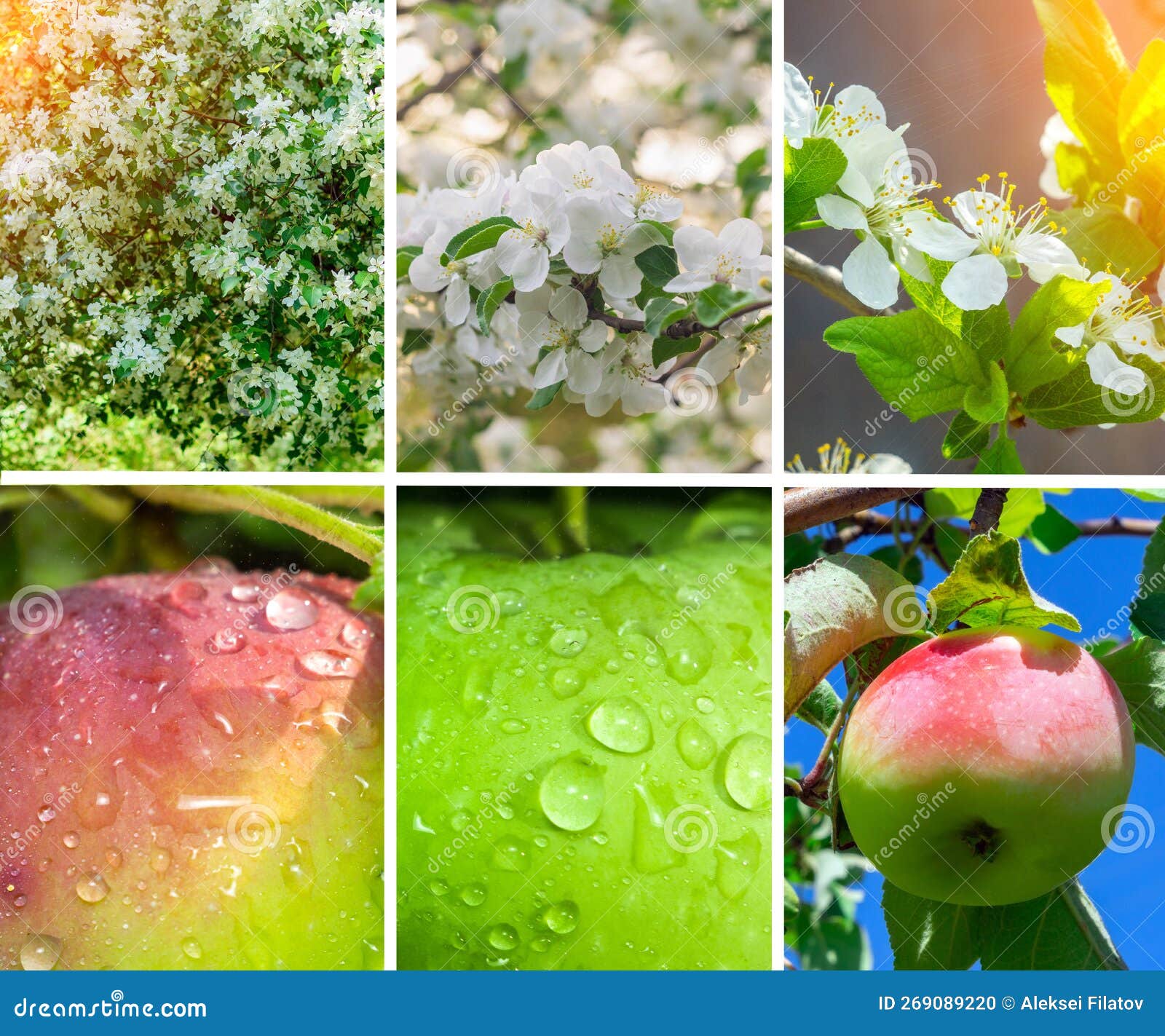 Apple Harvest Collage and Freshly Picked Apple, Orchard. Square Format ...