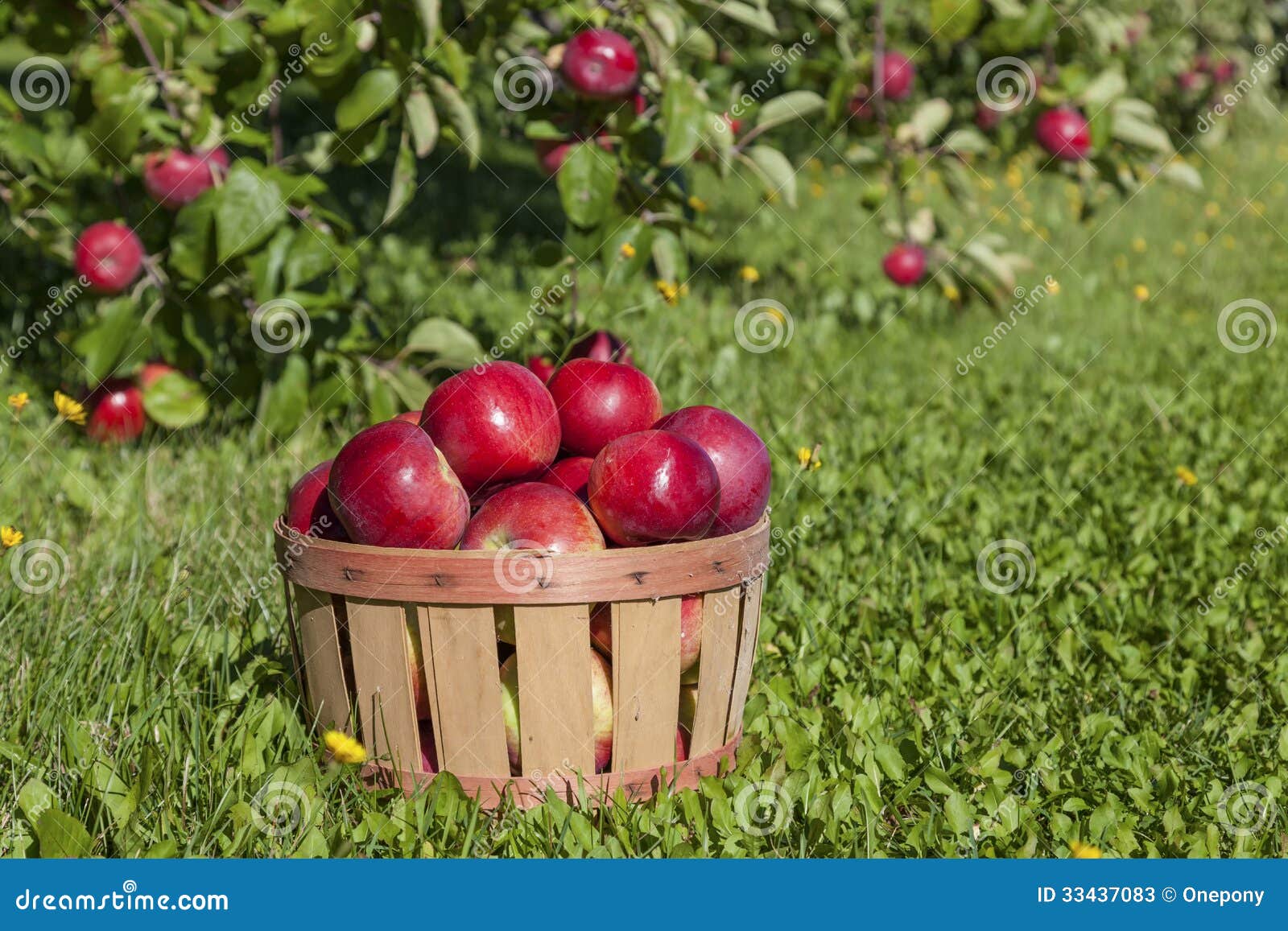 Apple Harvest stock image. Image of crop, leaf, farm - 33437083
