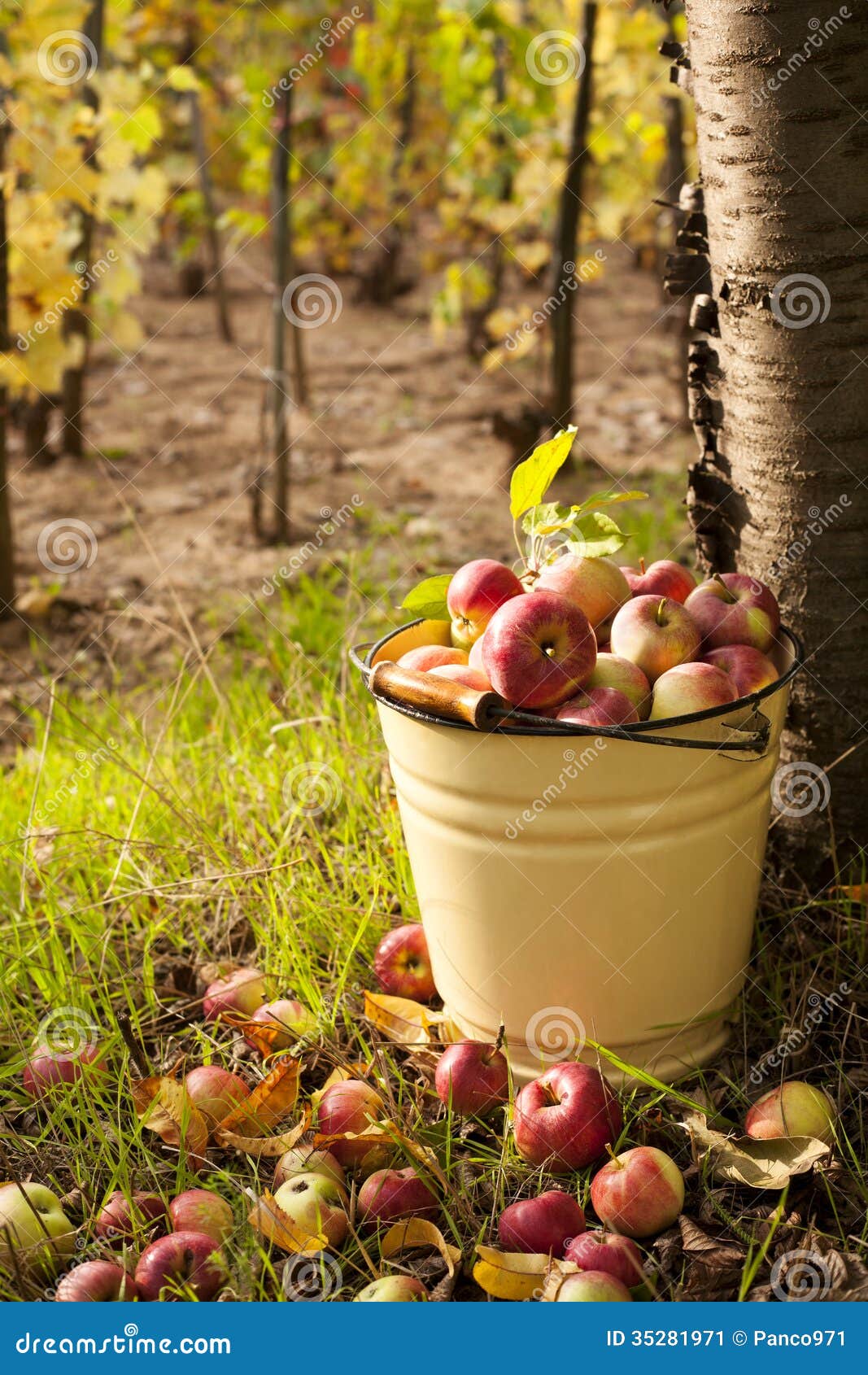 Apple harvest stock image. Image of orchard, healthy - 35281971