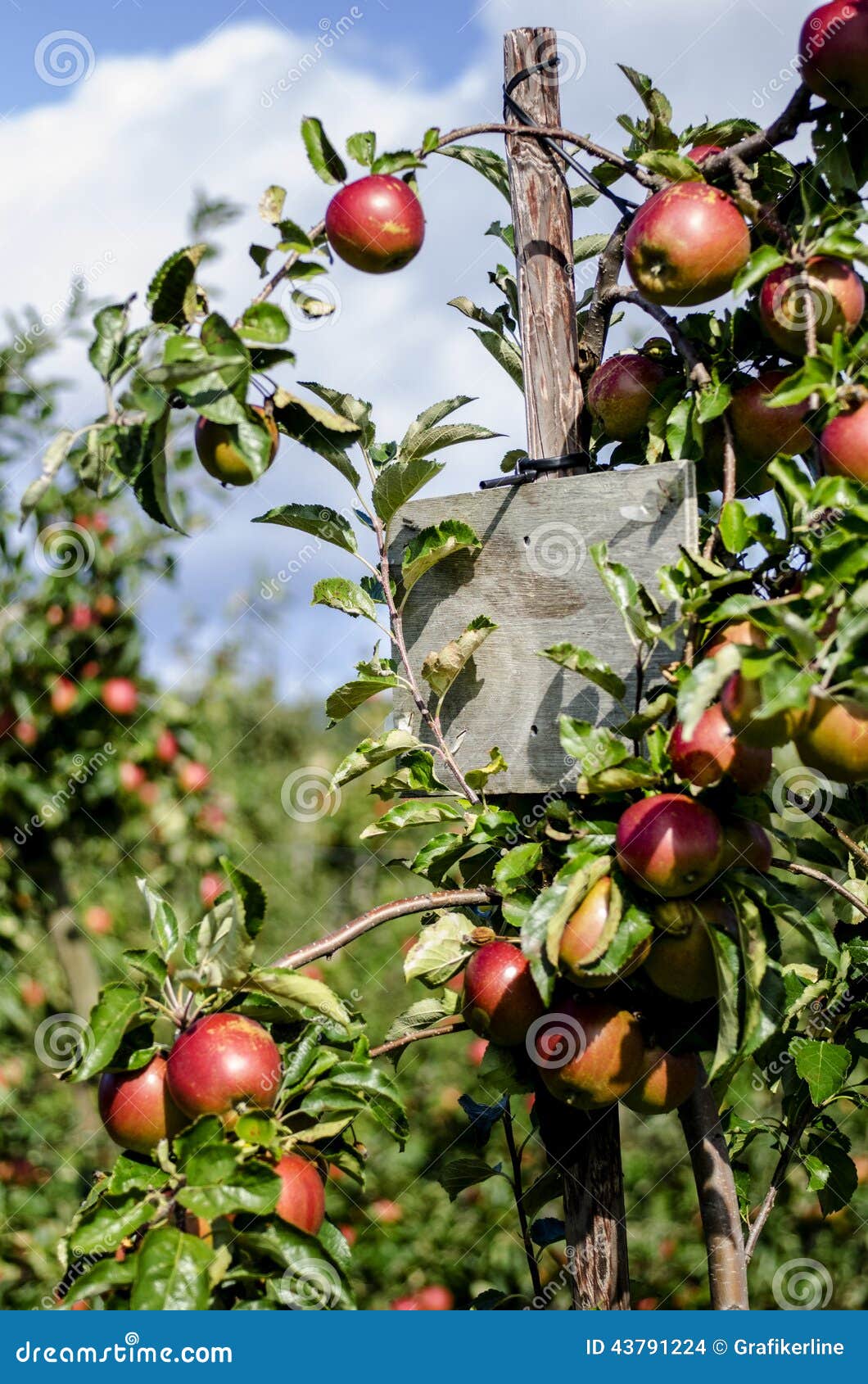 Apple harvest stock photo. Image of landscape, pick, nature - 43791224