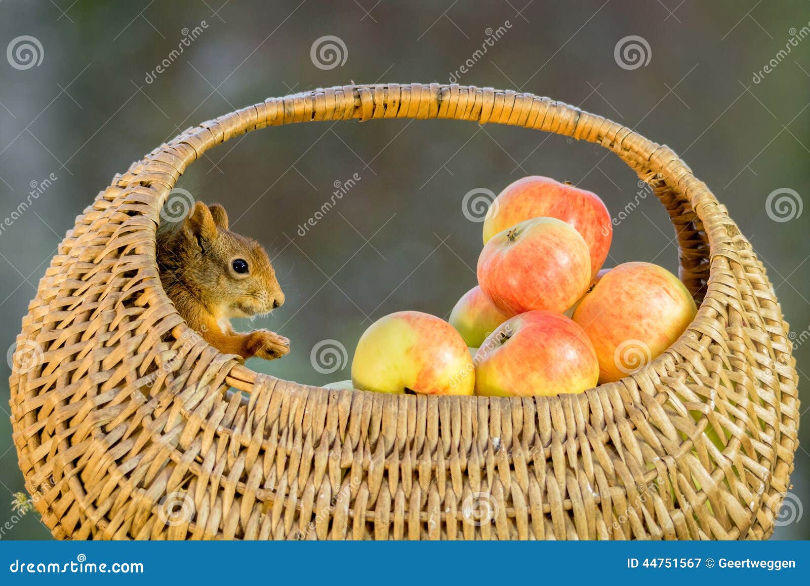Apple harvest stock image. Image of nature, mammal, squirrel - 44751567