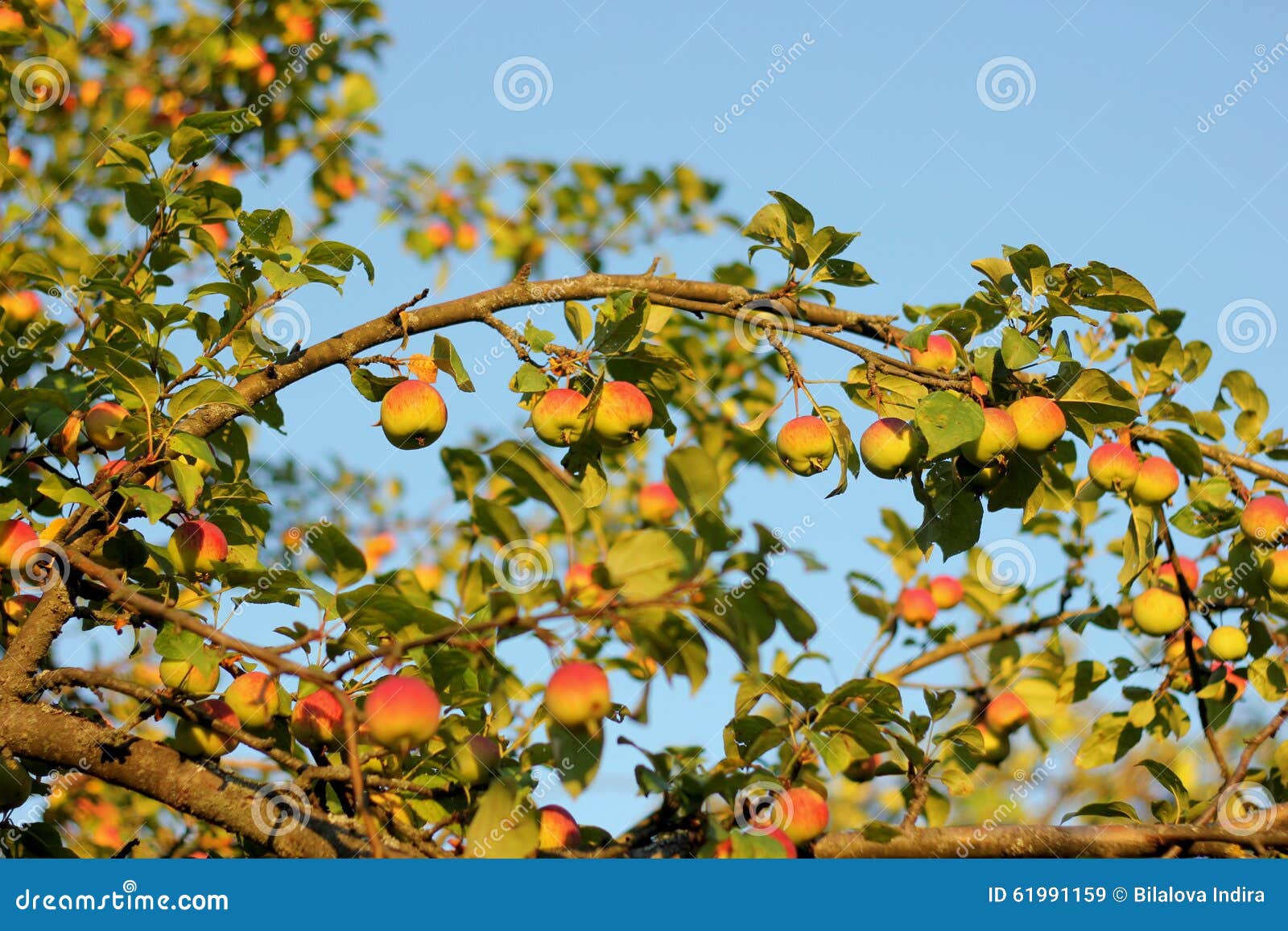 Apple harvest on sunset stock image. Image of harvest - 61991159