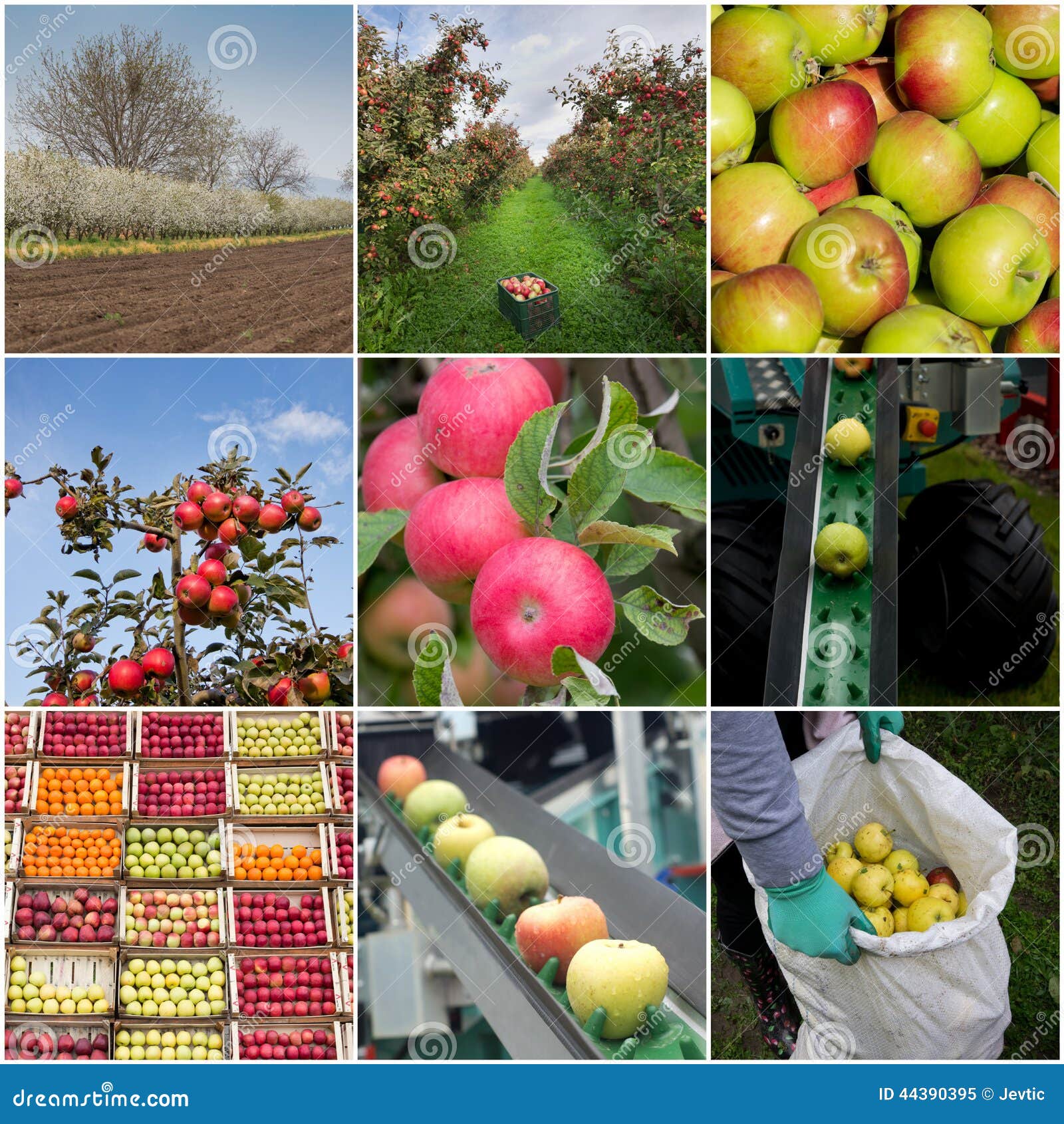 Apple harvesting collage stock image. Image of collage - 44390395