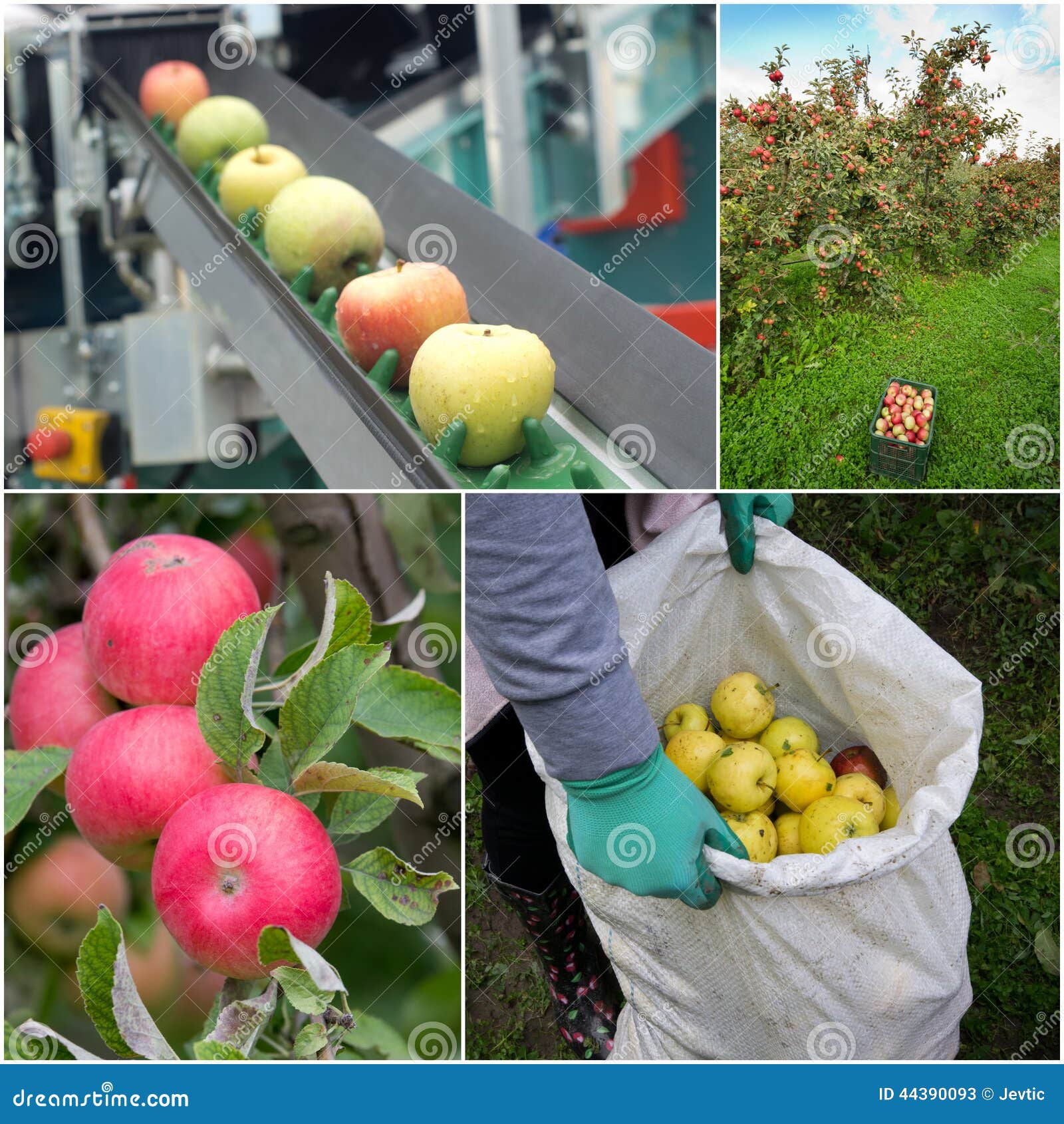 Apple harvesting collage stock image. Image of organic - 44390093