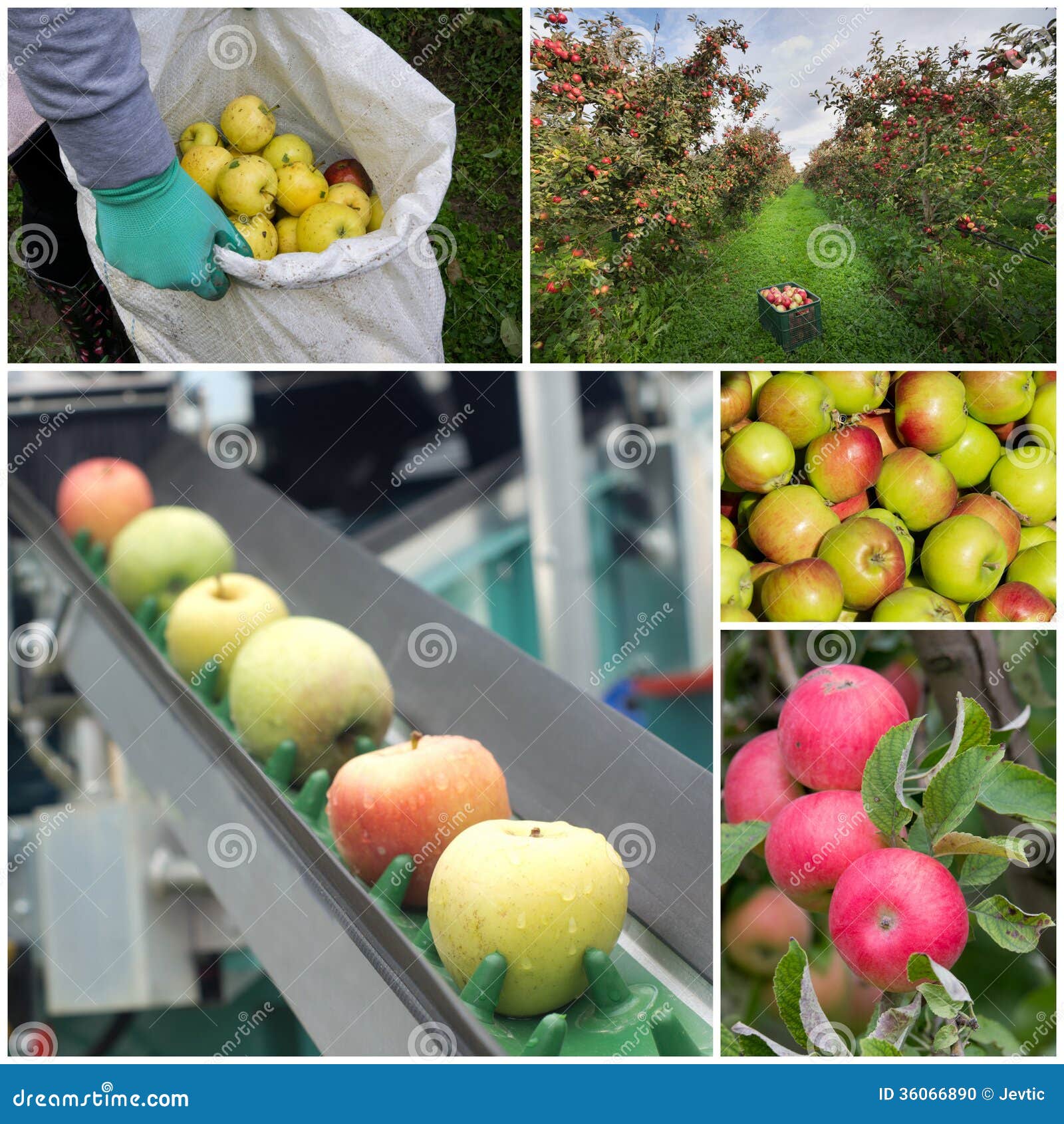 Apple harvesting stock photo. Image of equipment, branch - 36066890