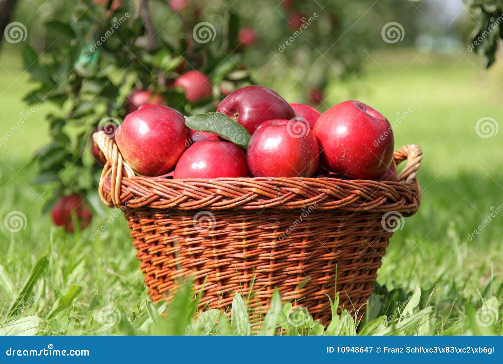 Apple harvests stock image. Image of eating, healthy - 10948647