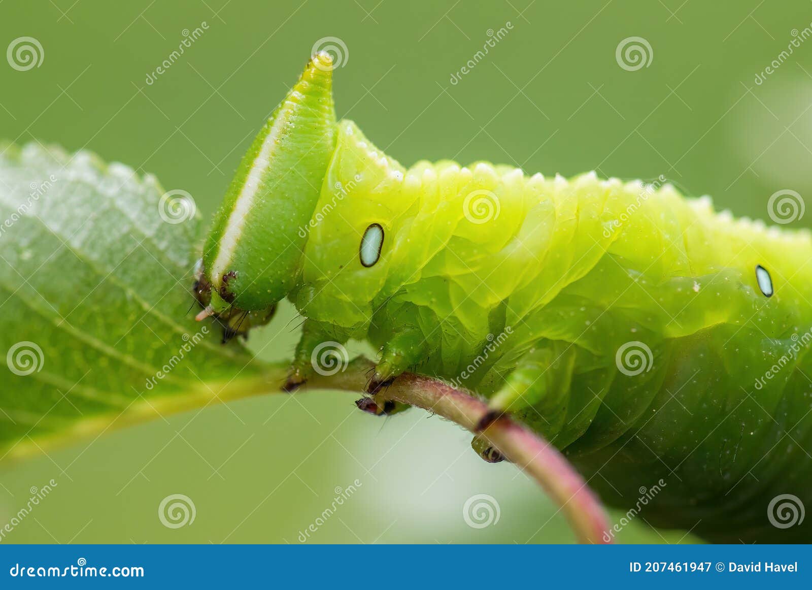 Apple Hawkmoth - Langia Zenzeroides Stock Image - Image of langia ...