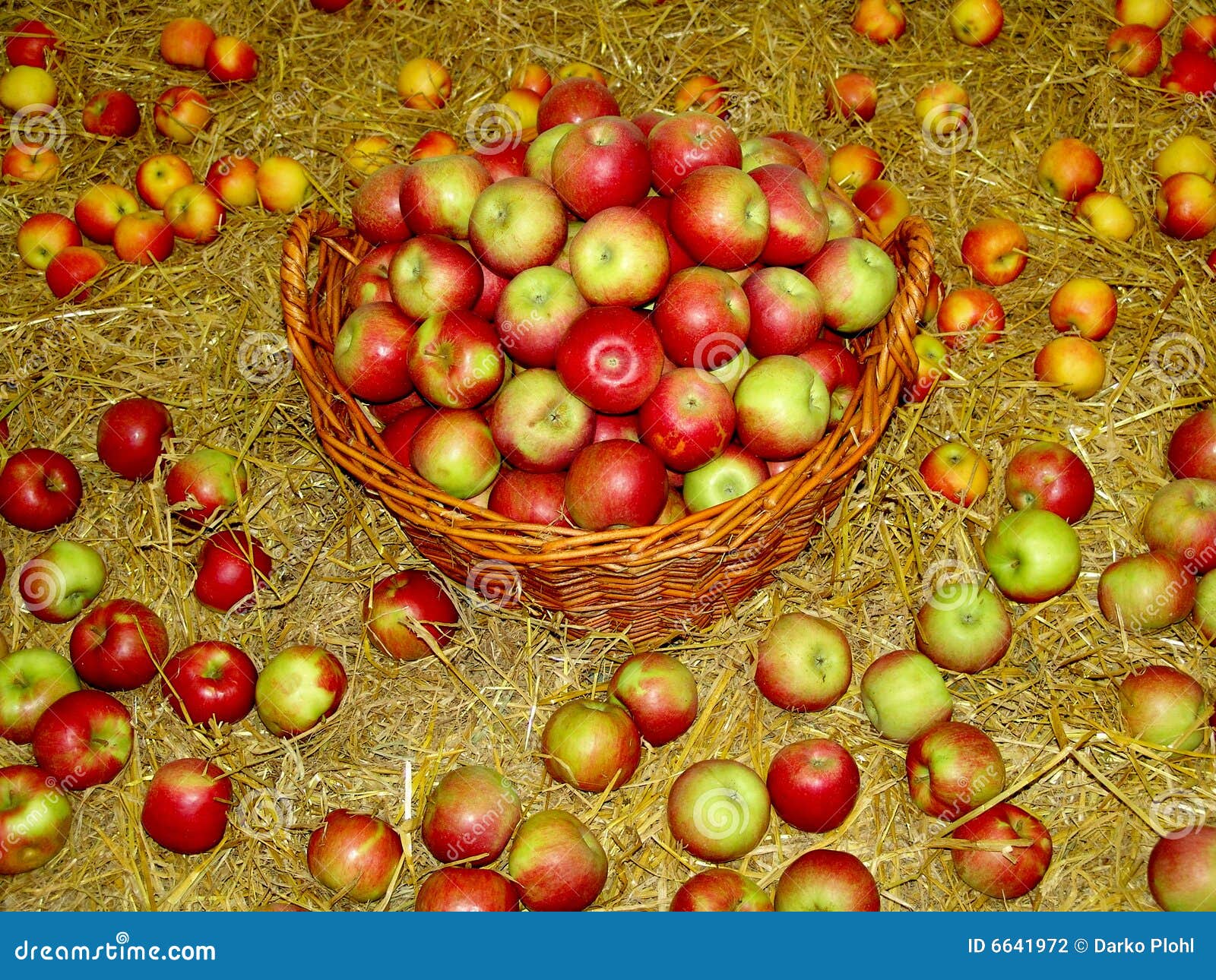 Apple on the hay stock photo. Image of stores, rops, health - 6641972