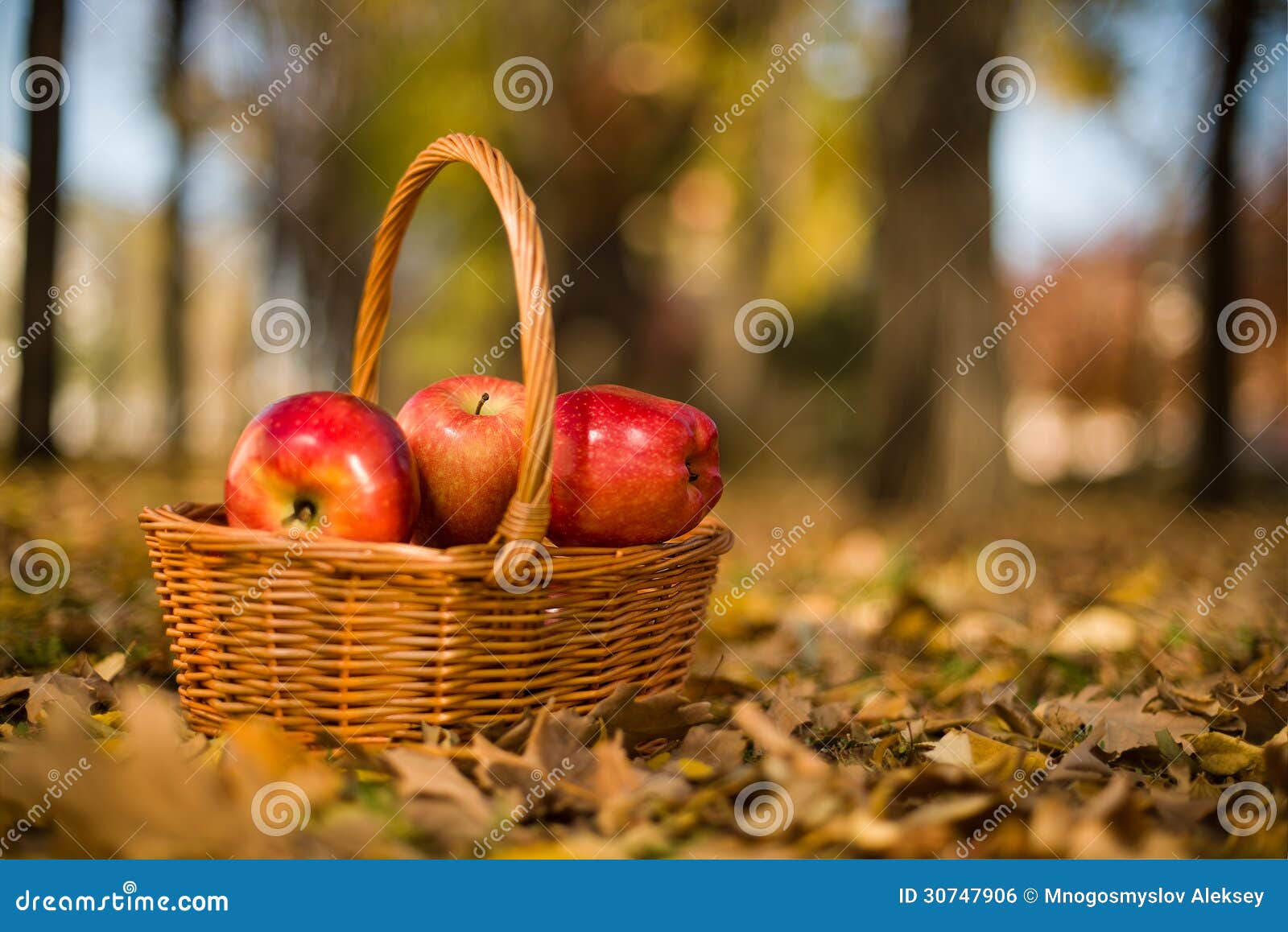 Apple stock photo. Image of fall, fruit, fruitage, autumn - 30747906