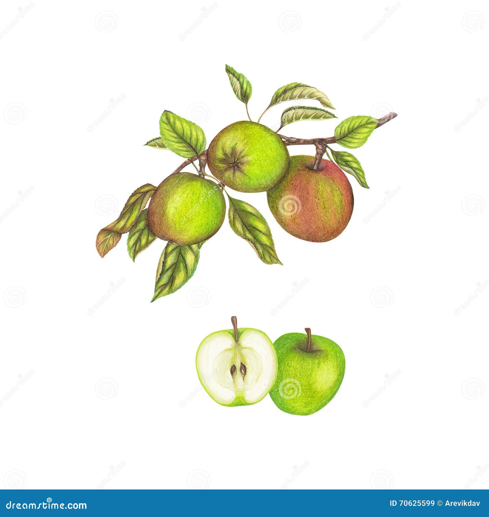 Apple illustration stock illustration. Illustration of harvest - 70625599