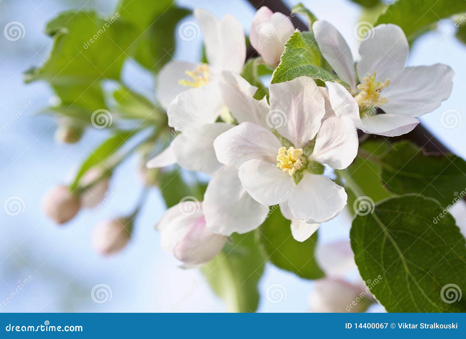 Apple inflorescence stock image. Image of colorful, life - 14400067