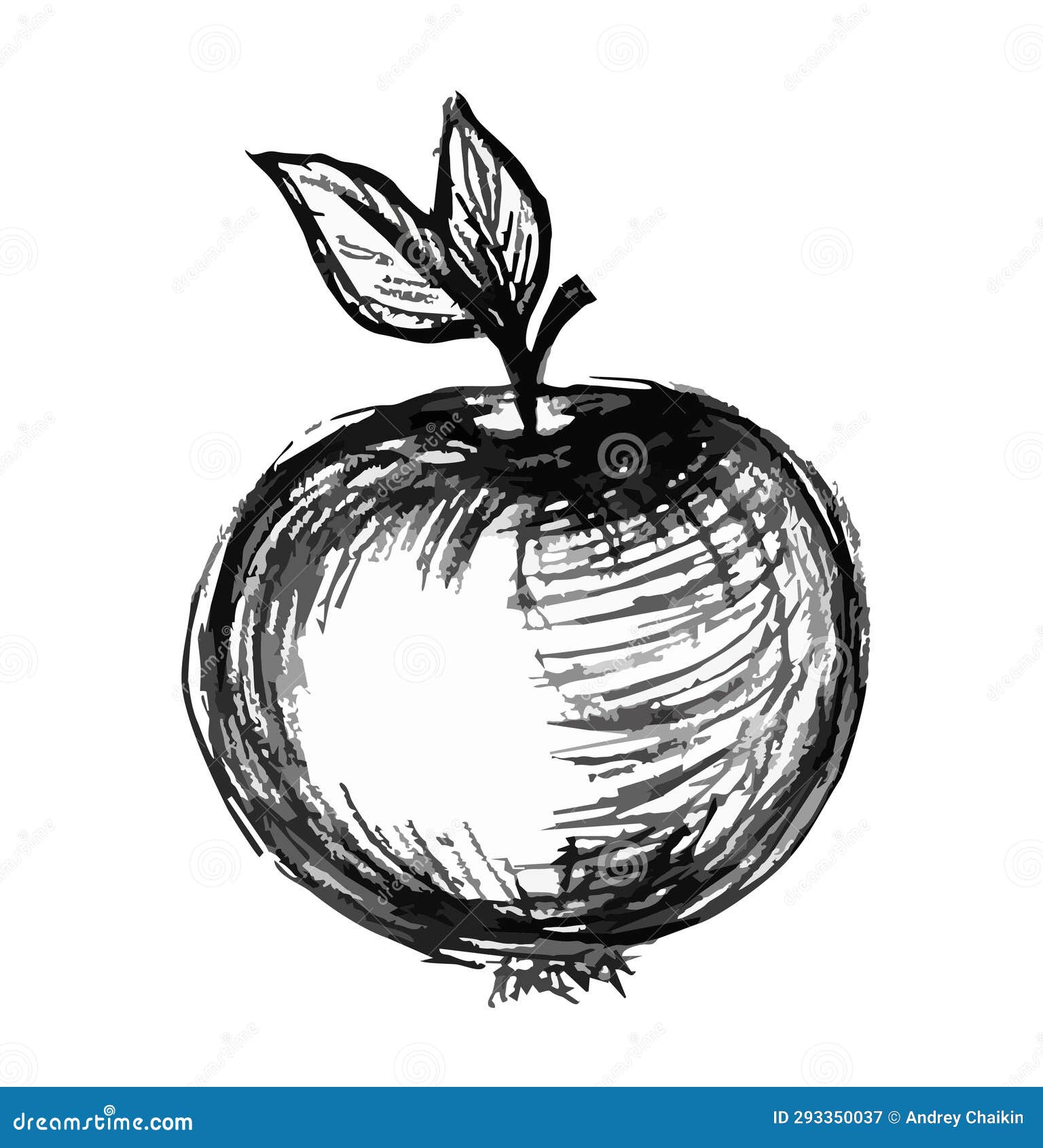 The apple ink sketch. stock vector. Illustration of black - 293350037