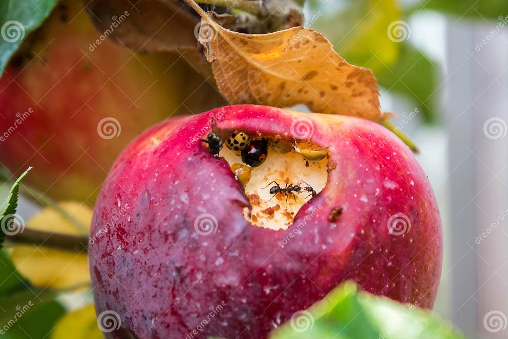 Apple with insects stock image. Image of agricultural - 33925855