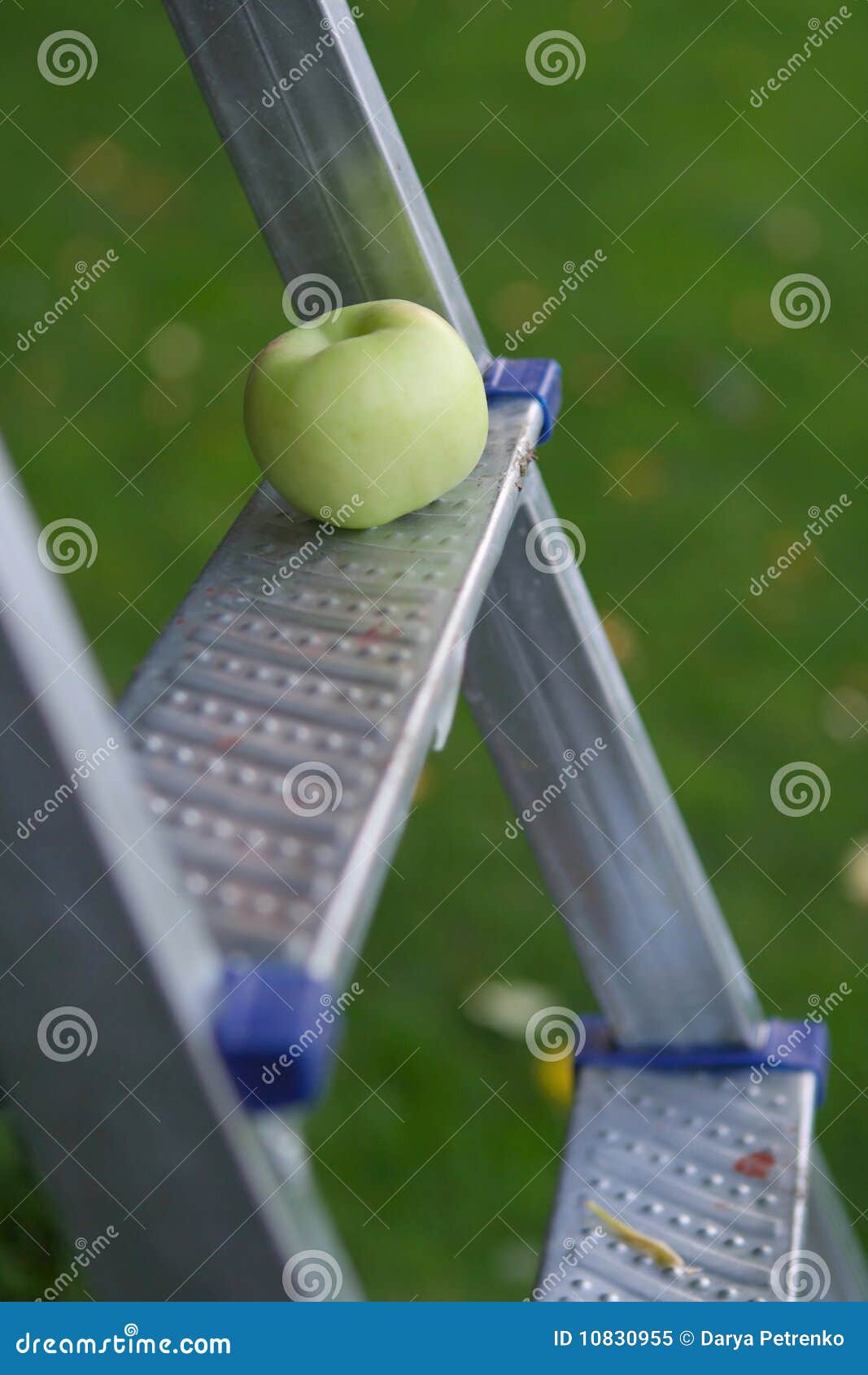 Apple on the Ladder stock image. Image of leisure, nature - 10830955