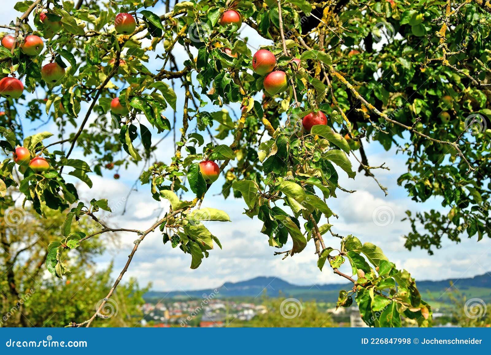 Apples on a Tree with Landscape Stock Photo - Image of food, apples ...